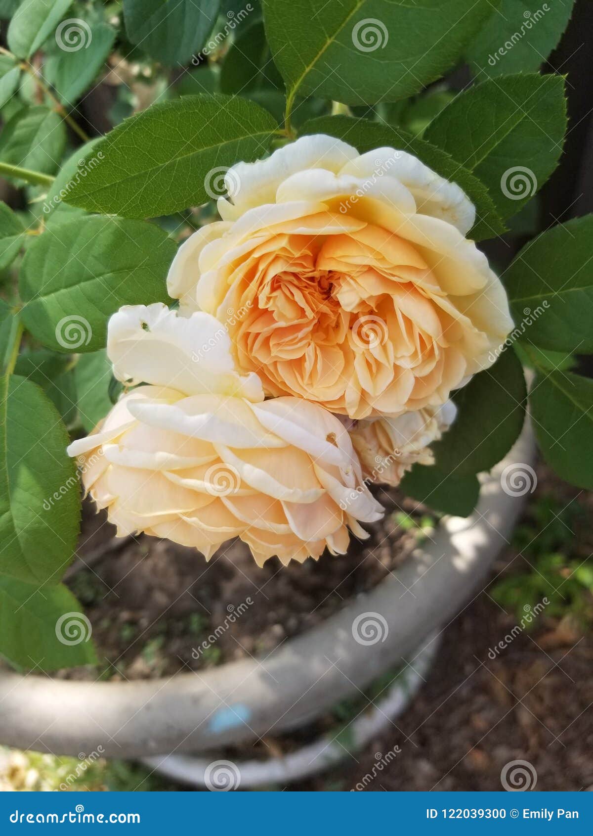 Double White Roses stock photo. Image of roses, flower - 122039300