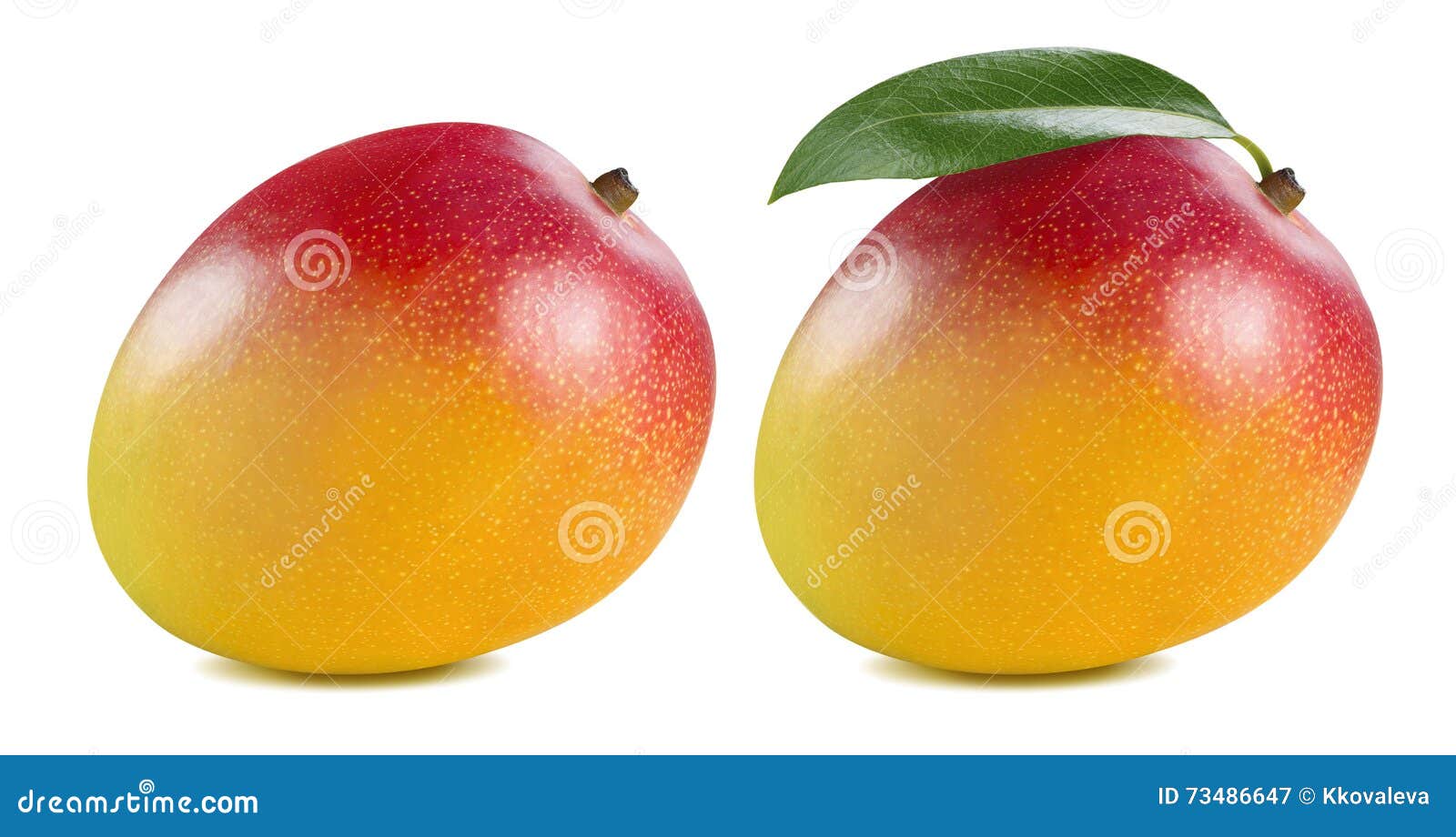 Mango Leaf On White Background, Fresh Green Mango Leaves, Many Green ...