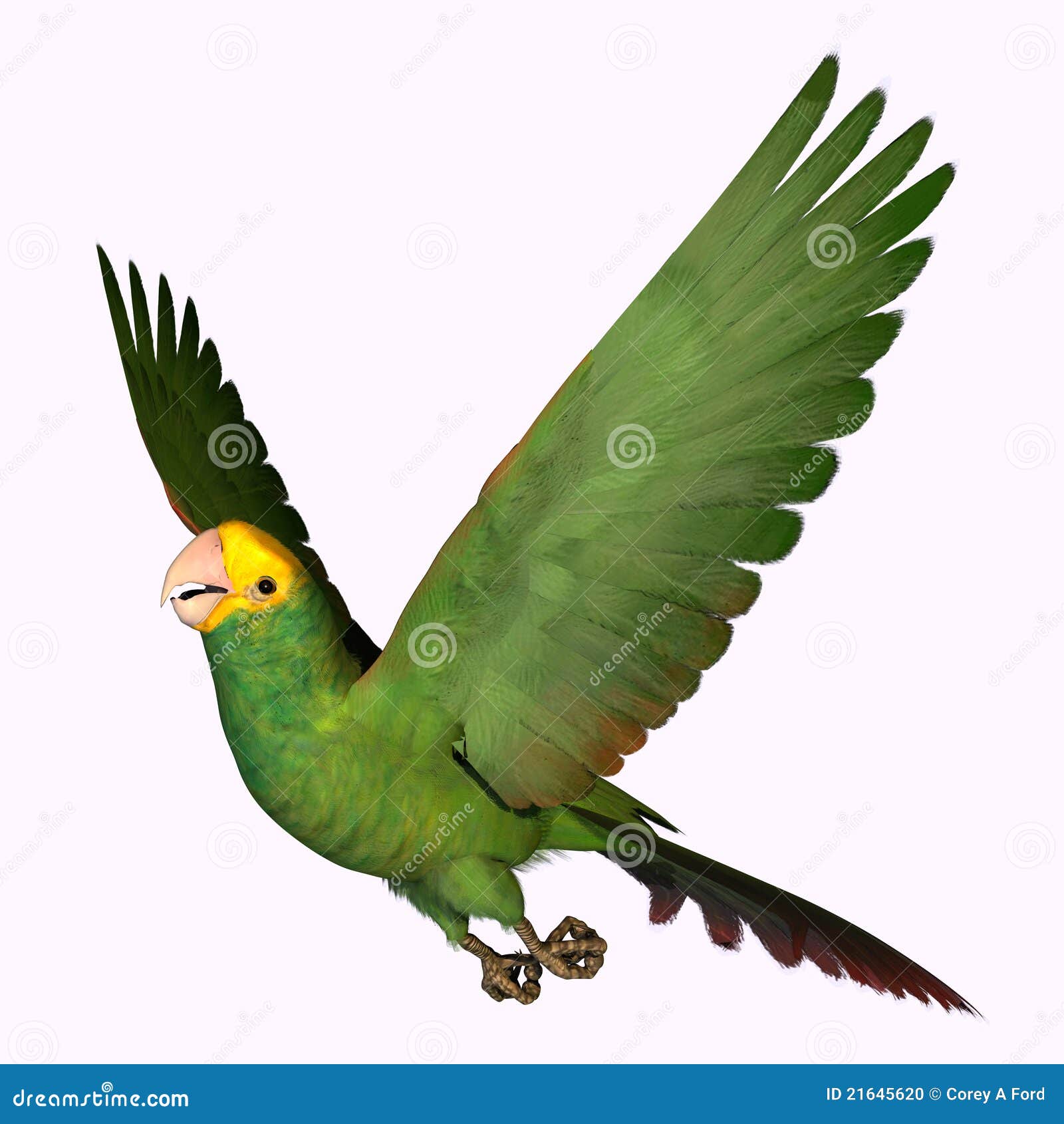Double Yellow Amazon Parrot Stock Photo - Image of amazon, feathers ...