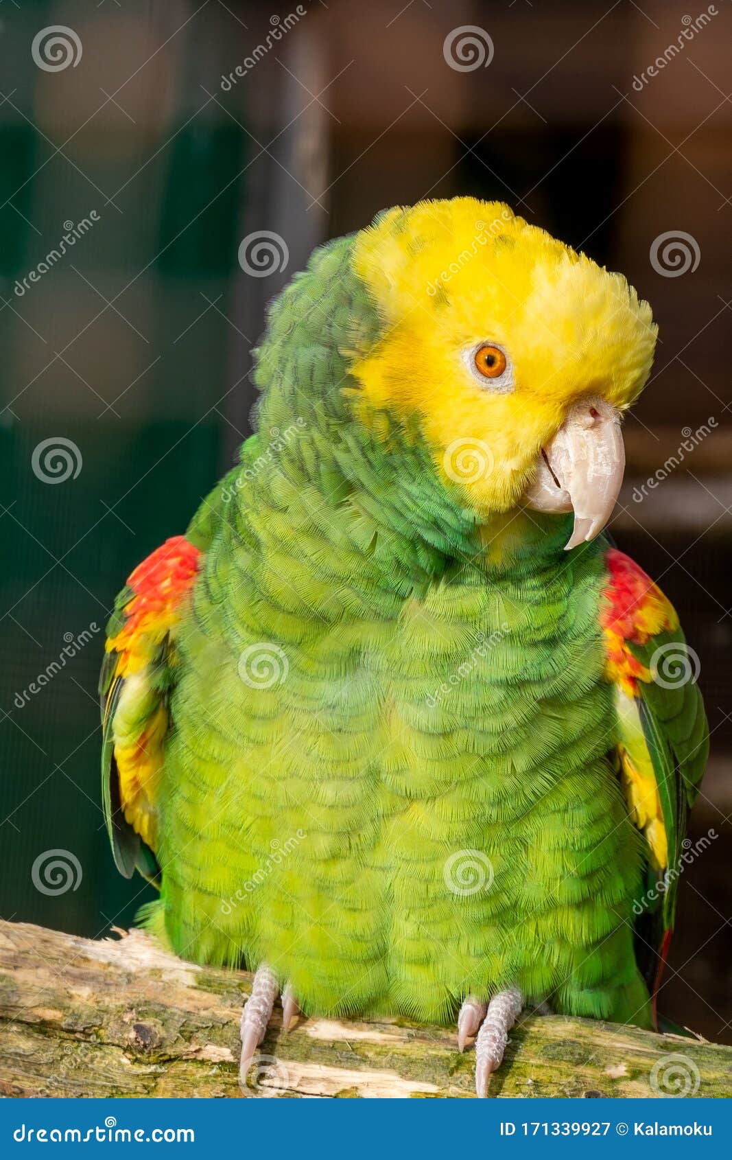 Double Yellow Headed Amazon Parrot Sitting on Wooden Perch Stock Image ...