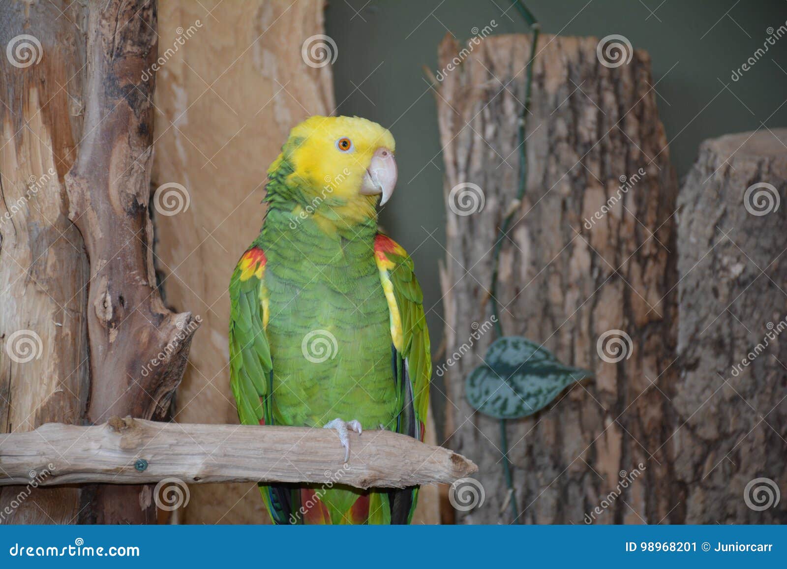 Double Yellow-Headed Amazon Stock Image - Image of south, doubleheaded ...