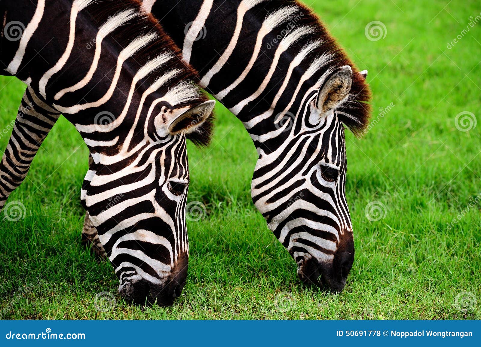 Double Zebras stock photo. Image of eating, grass, wildlife - 50691778