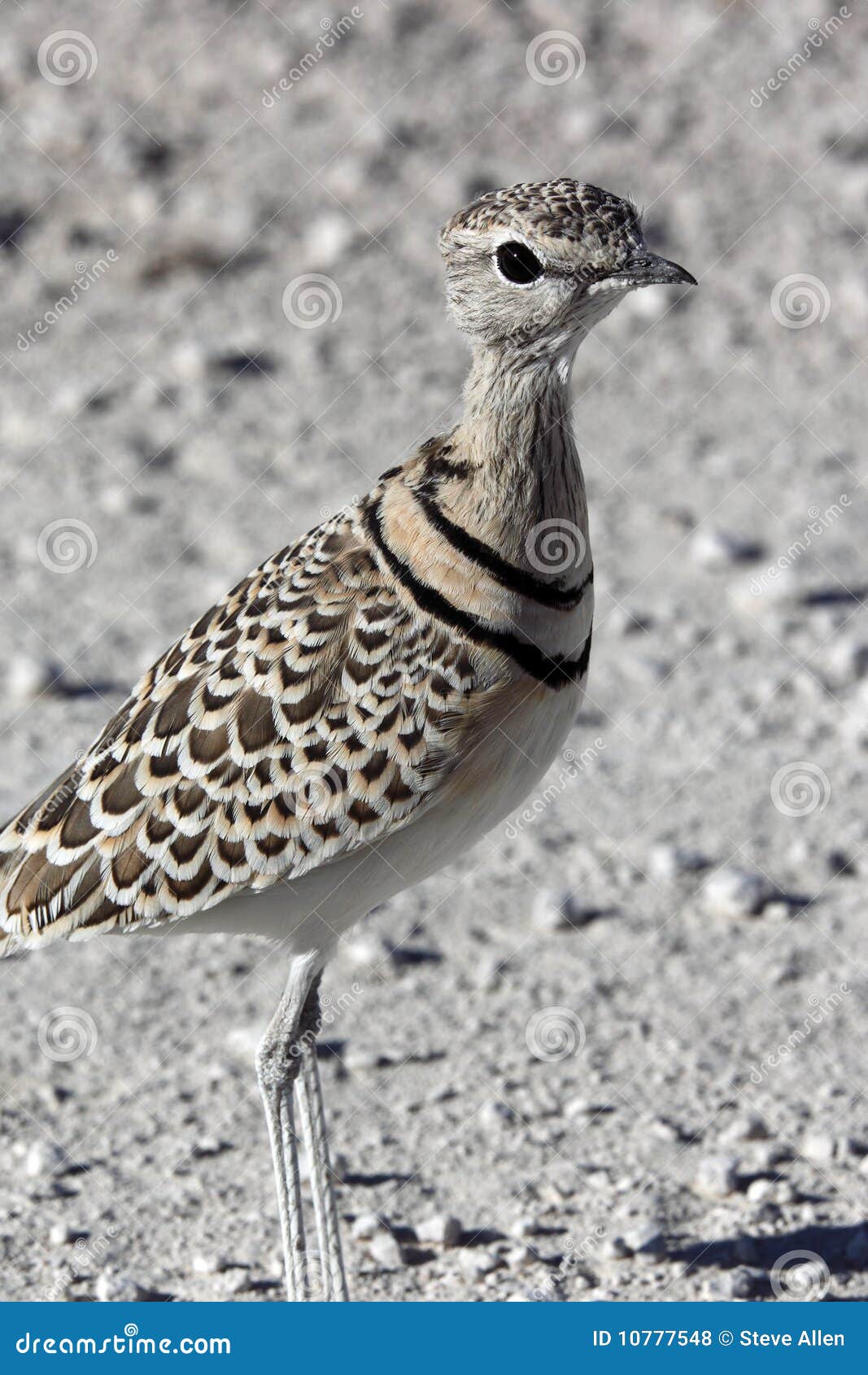 Doublebanded Courser - Namibia Stock Photo - Image of africanus ...