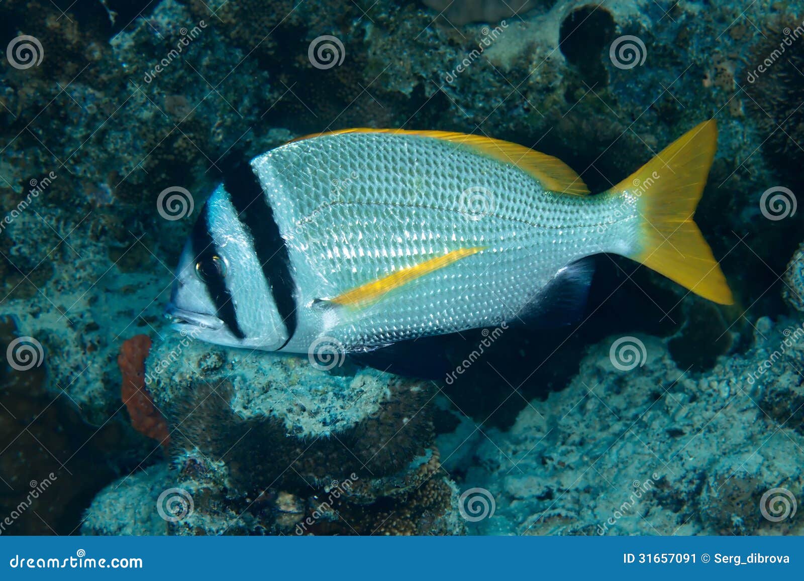 Doublebar-Brachsen stockbild. Bild von ägypten, unterwasser - 31657091