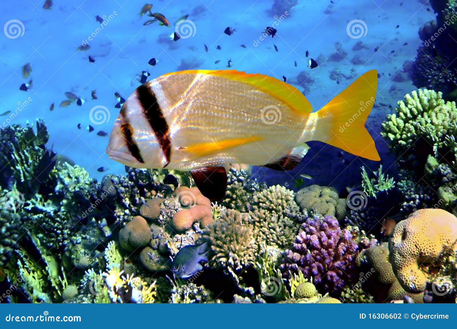 Doublebar Bream (acanthopagrus Bifasciatus) Stock Photo - Image of ...