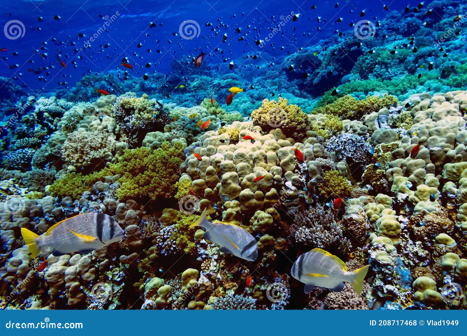 Doublebar Bream and Coral Reef Stock Photo - Image of water, doublebar ...