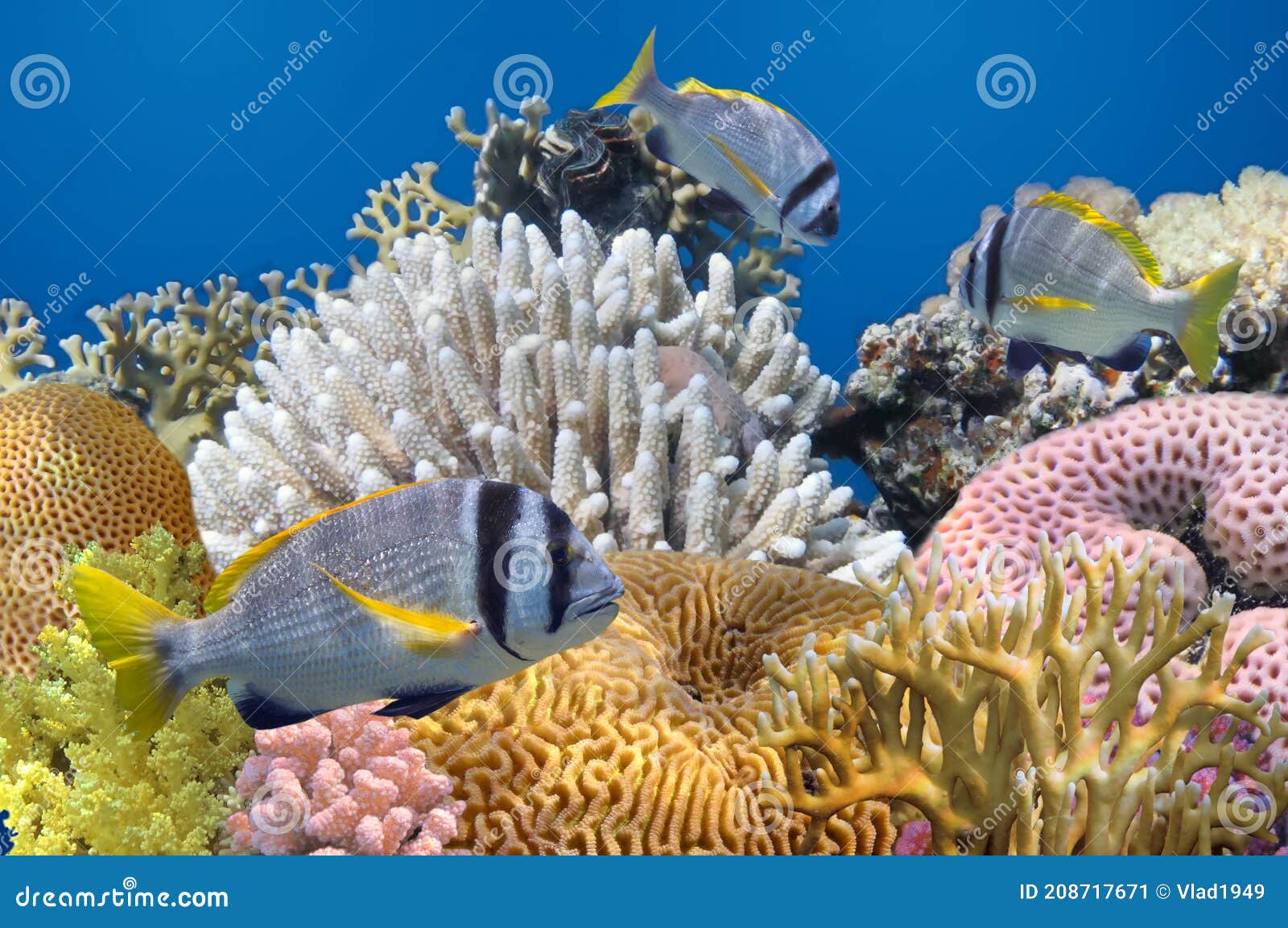 Doublebar Bream and Coral Reef Stock Image - Image of egypt, hardcoral ...
