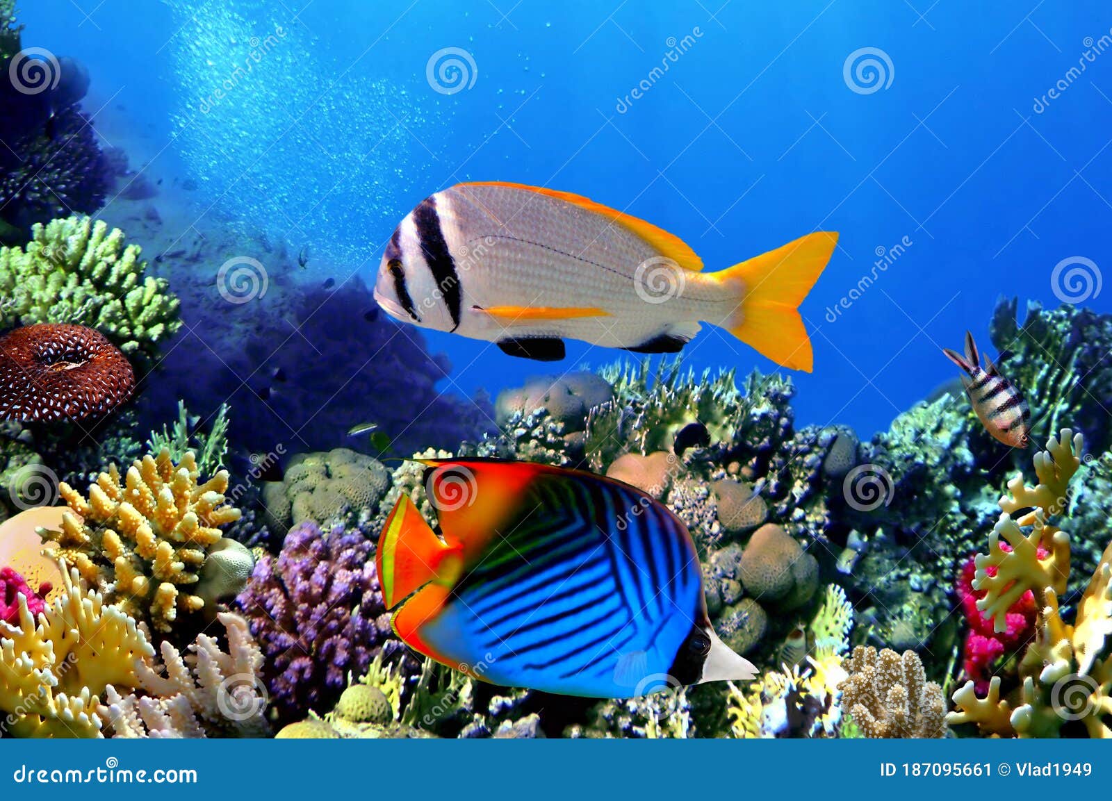 Doublebar Bream Acanthopagrus Bifasciatus Royalty-Free Stock Photo ...
