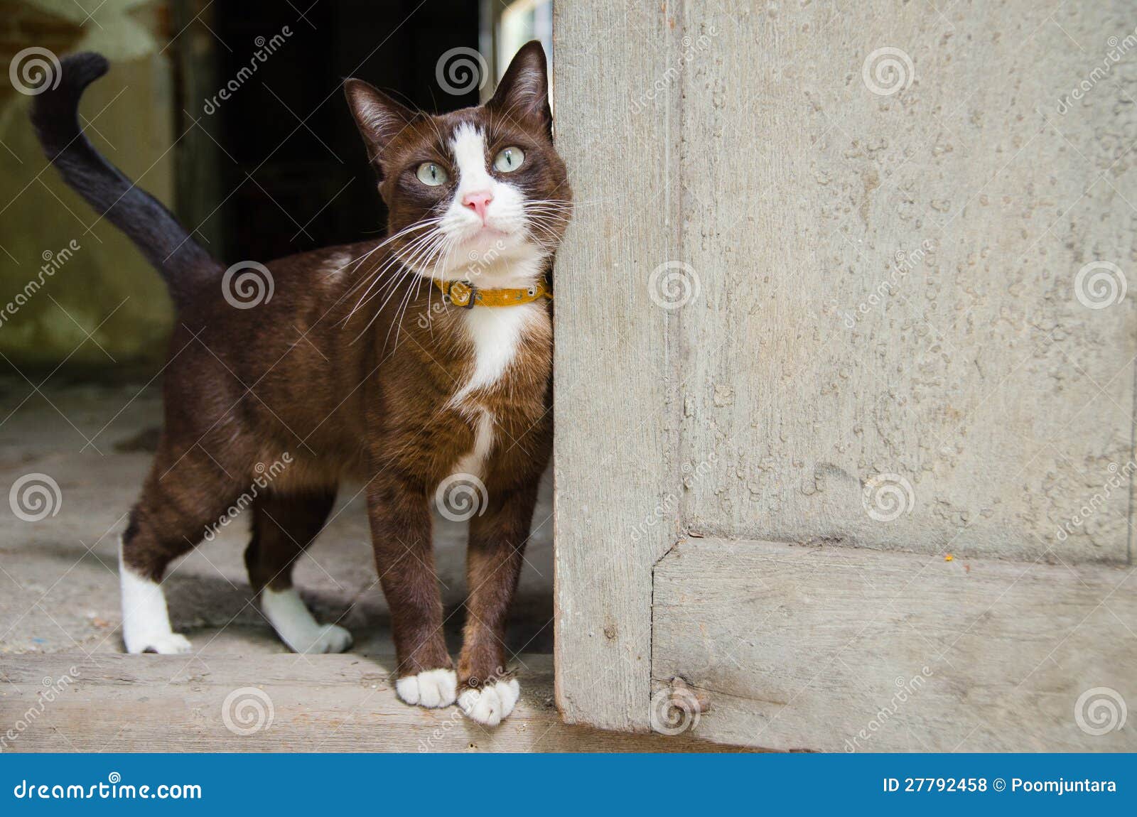 The doubt cat stock photo. Image of cute, doubtcat, alone - 27792458