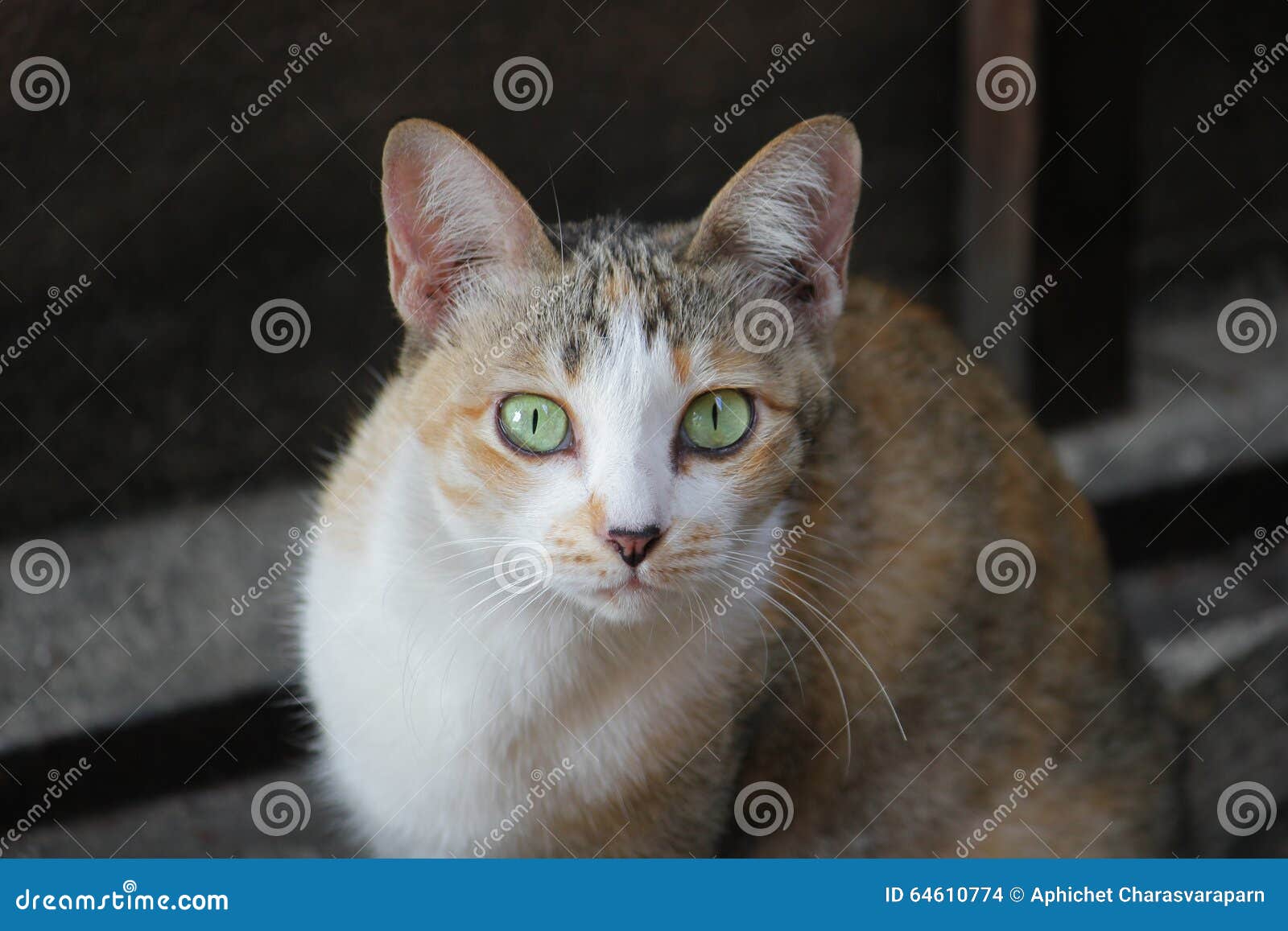 A doubt cat stock photo. Image of beauty, kitten, isolated - 64610774