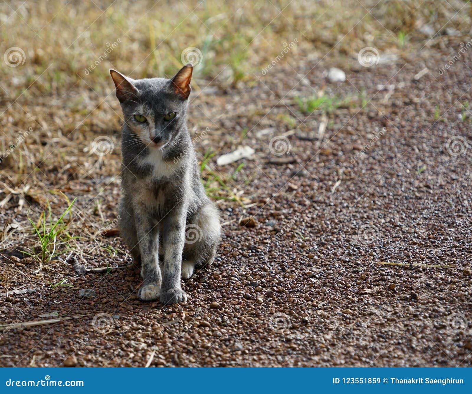 Doubt Cat Watch Cat Looking Cat Stock Image - Image of cute, hard ...