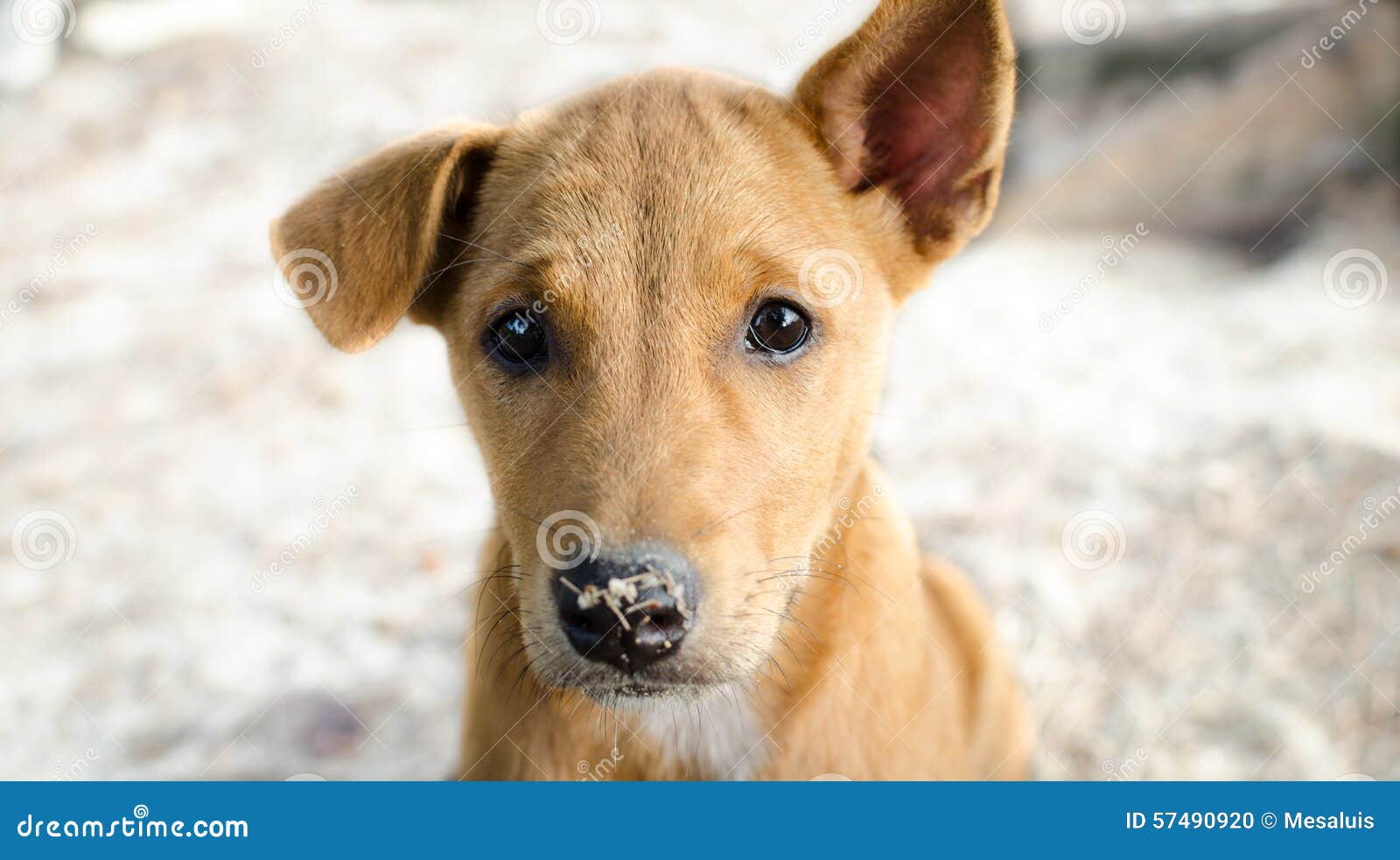 Doubt eyes puppy stock photo. Image of purebred, head - 57490920