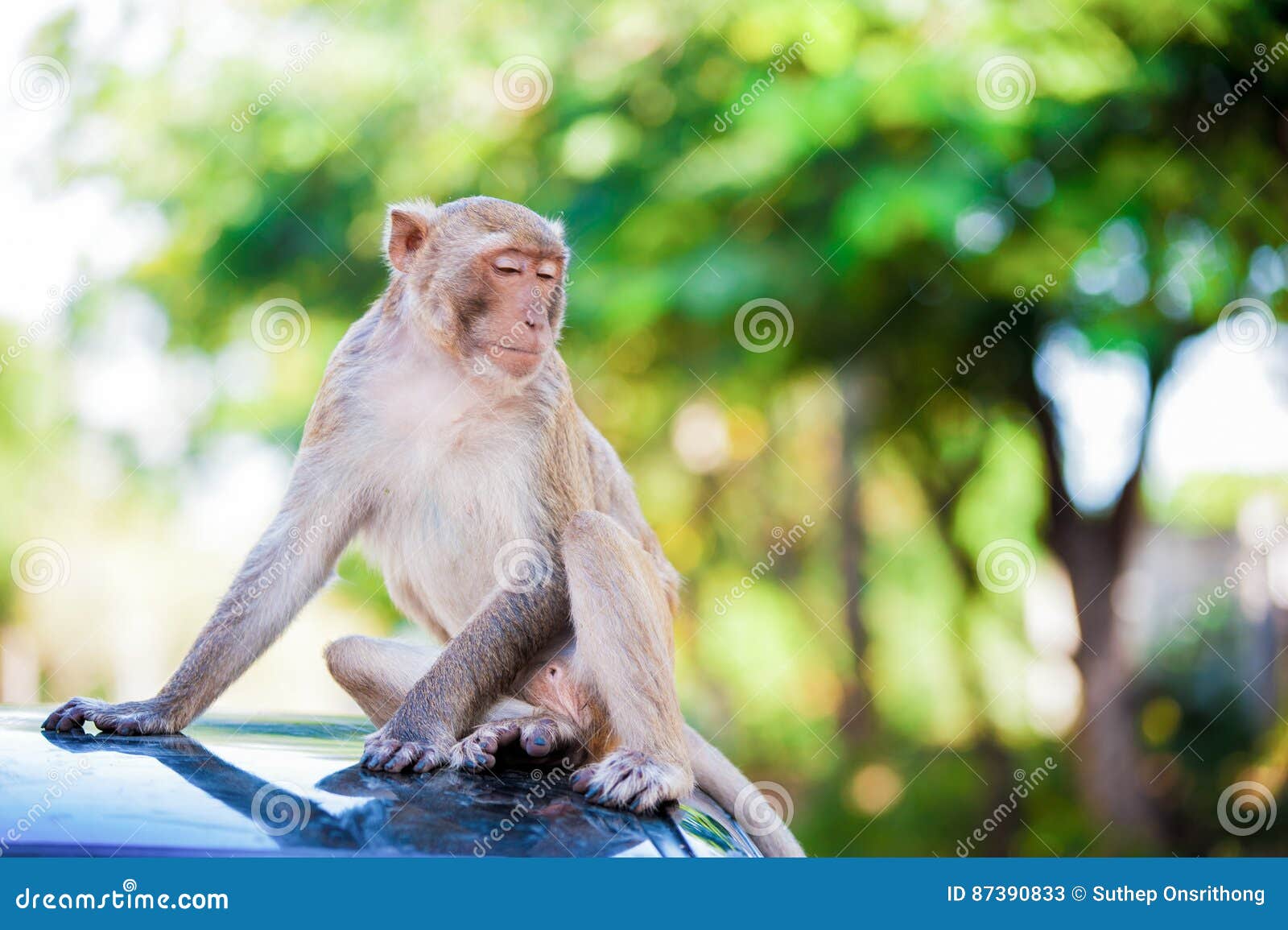 Doubtful sleepy stock image. Image of wildlife, sleepy - 87390833