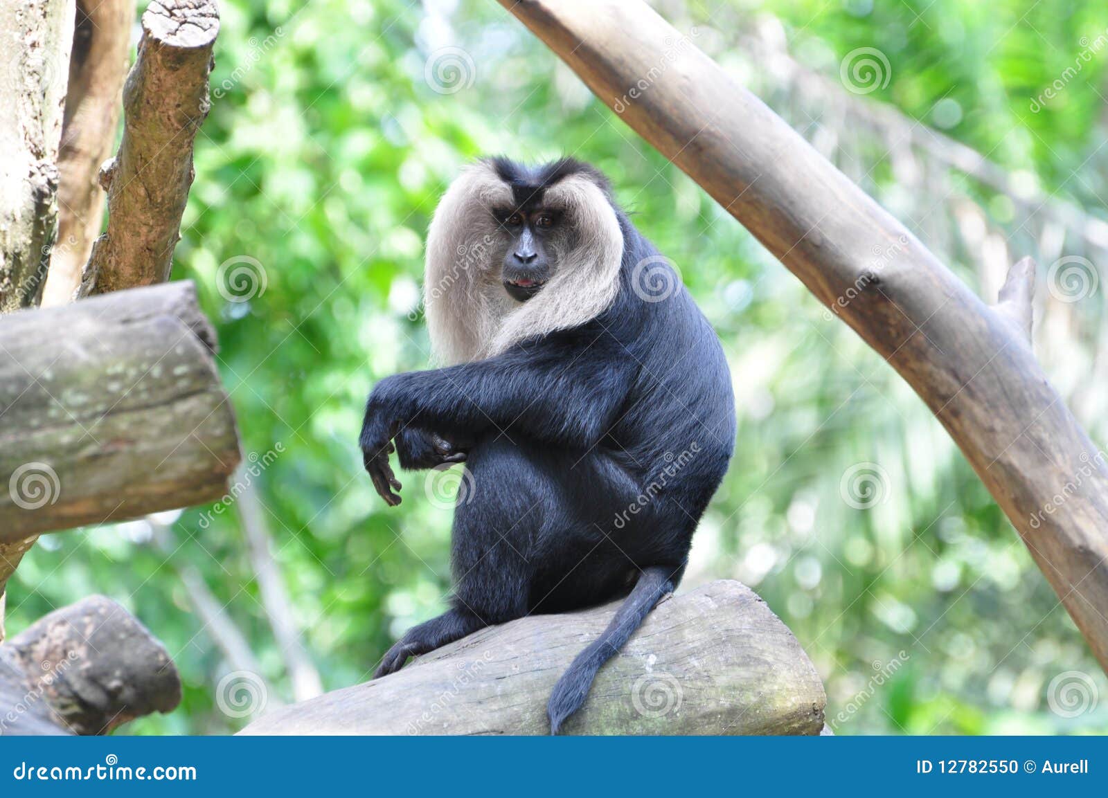 Douc Langur stock photo. Image of african, kenya, tanzania - 12782550