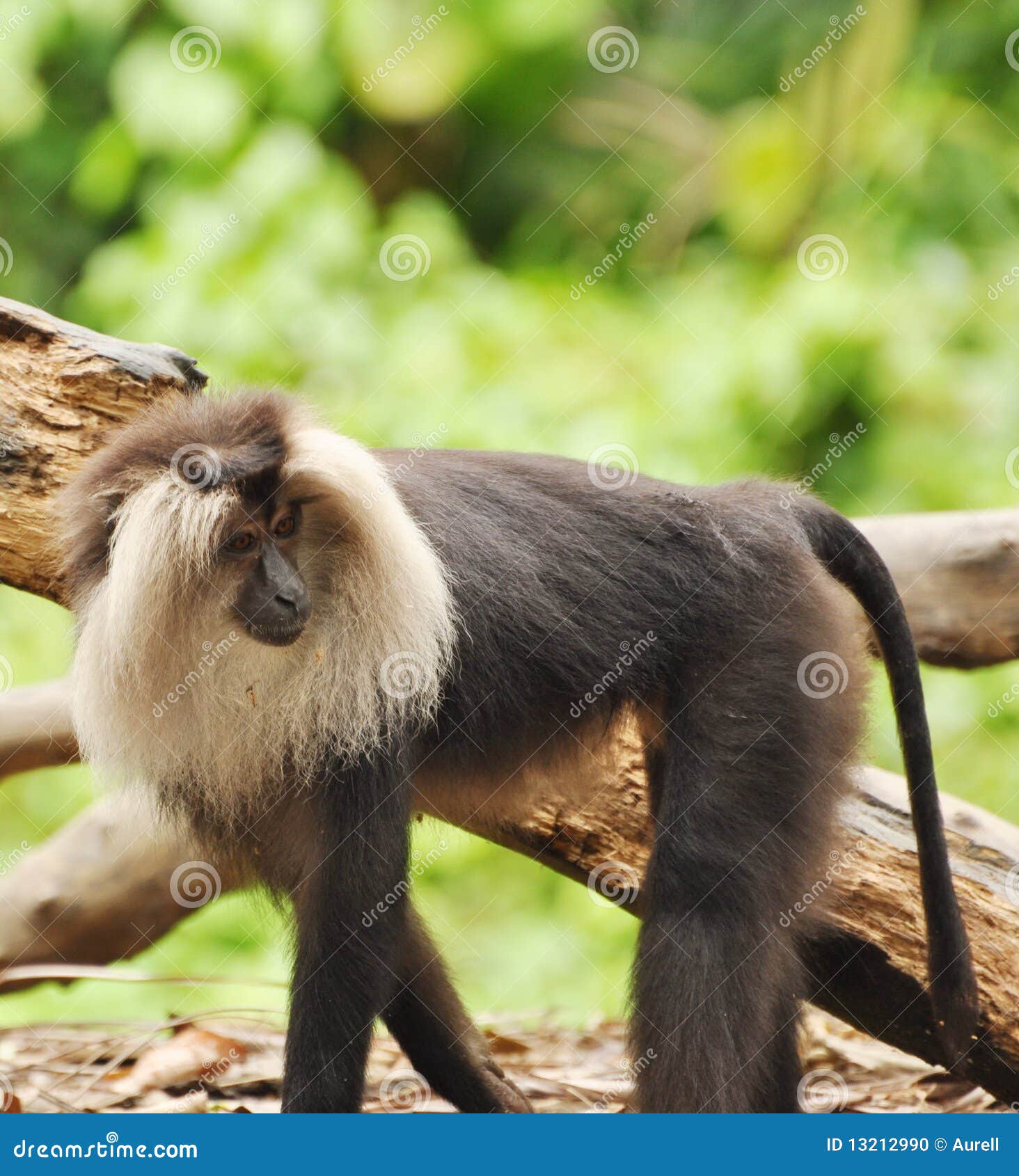 Douc Langur stock photo. Image of primata, nemaeus, hair - 13212990