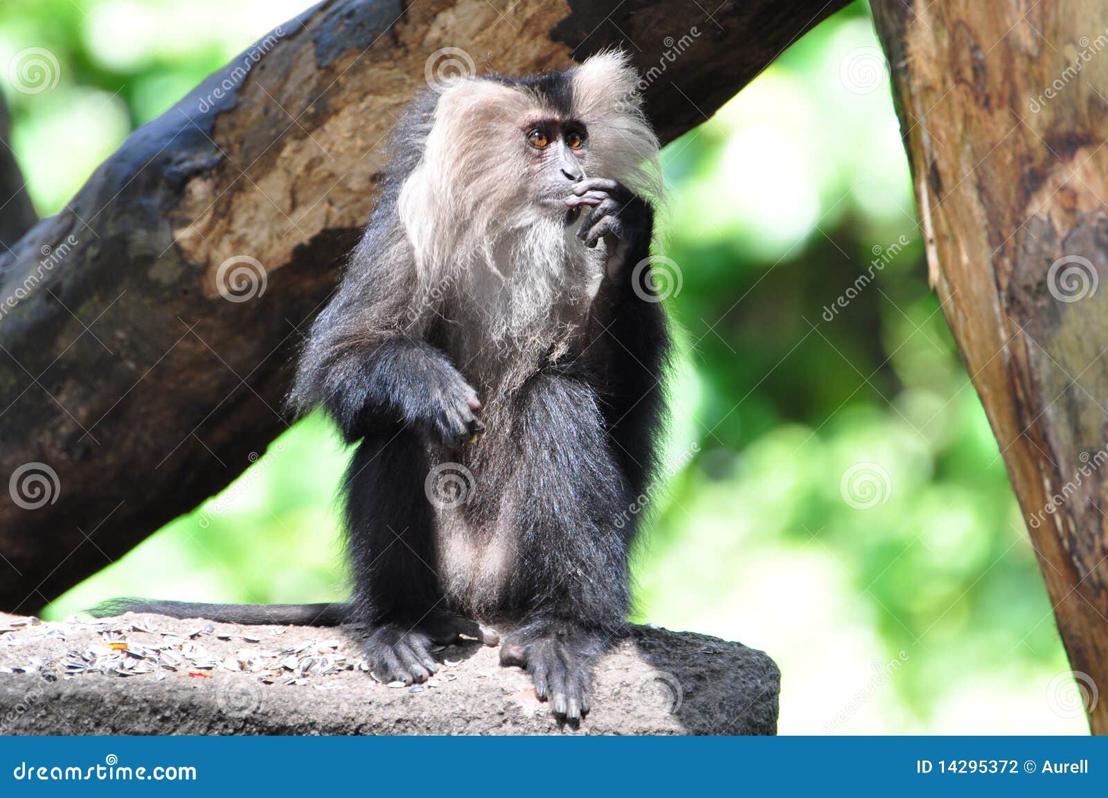 Douc langur stock photo. Image of black, kenya, orang - 14295372