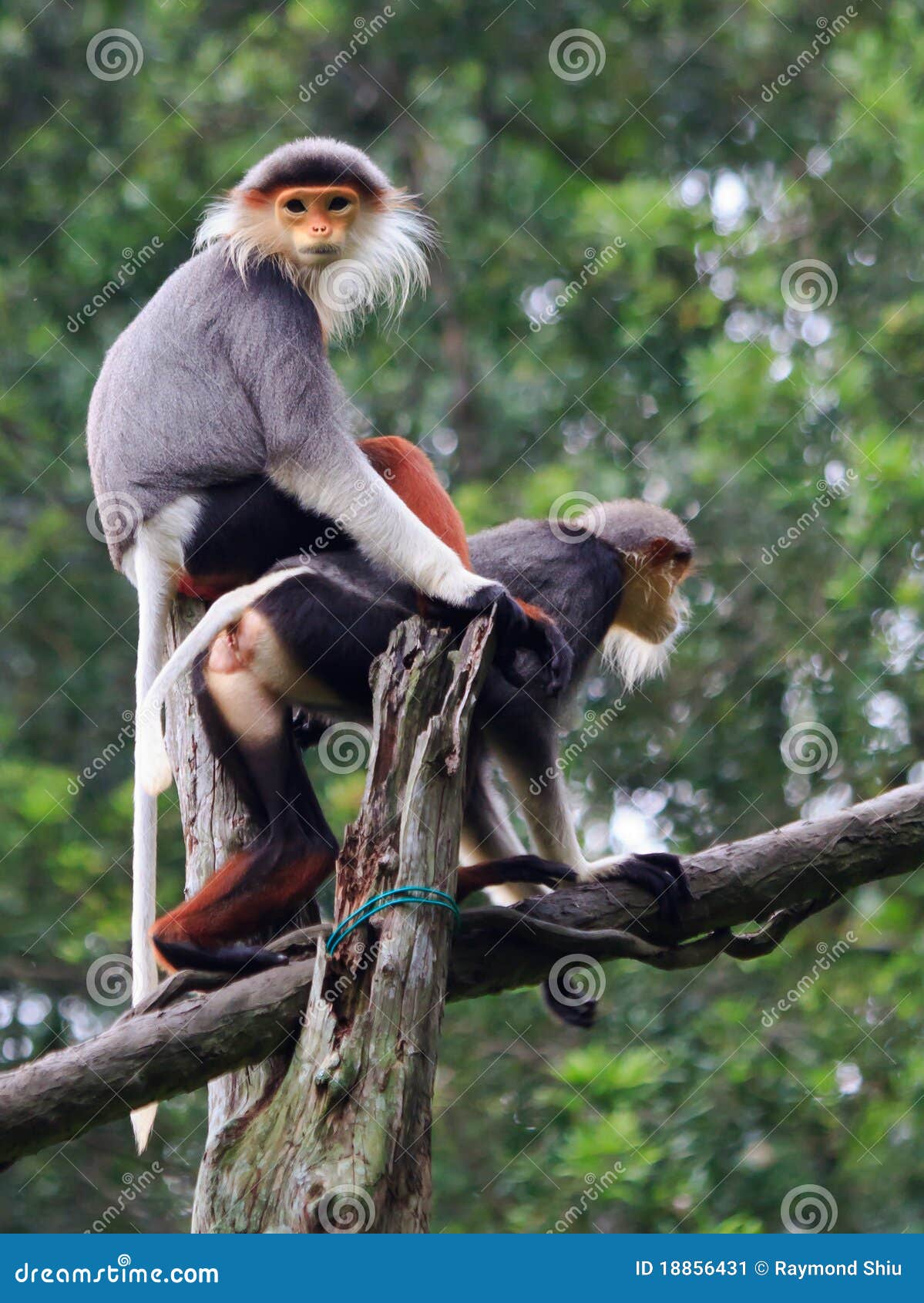 Douc Langur stock image. Image of primate, nature, animal - 18856431