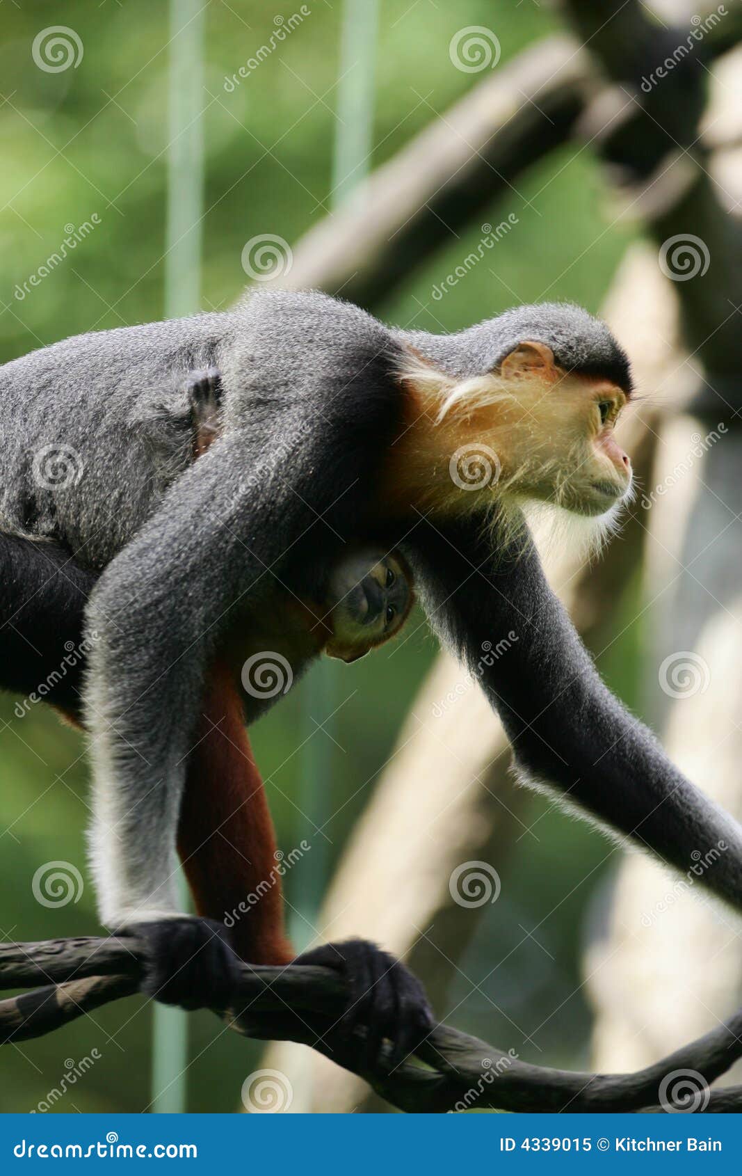Douc Langur Monkey stock image. Image of animals, animal - 4339015