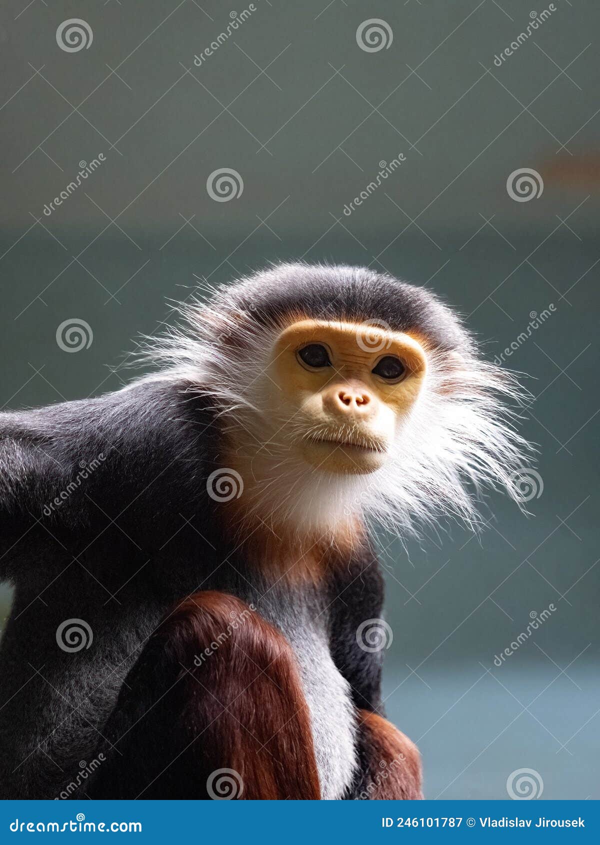 Douc Langur Monkey