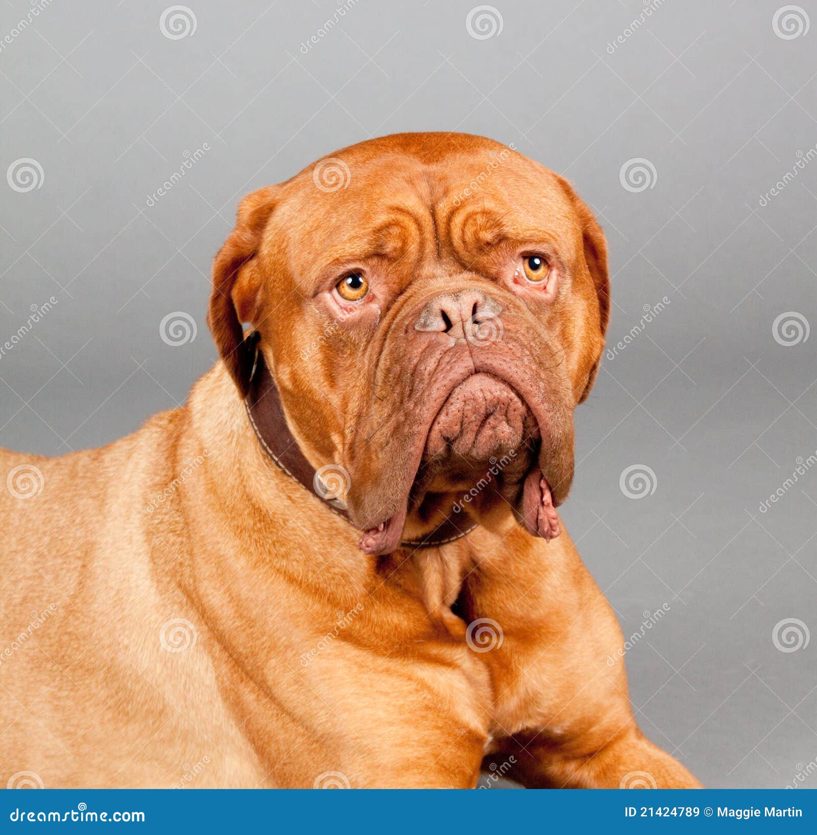 Douge de Bordeaux stock image. Image of hair, family - 21424789