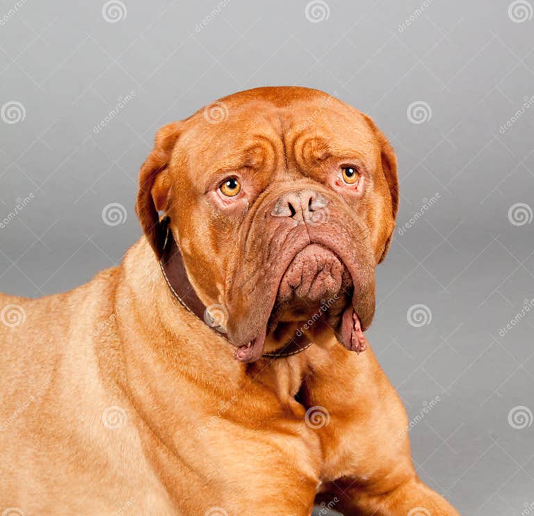 Douge de Bordeaux stock image. Image of hair, family - 21424789