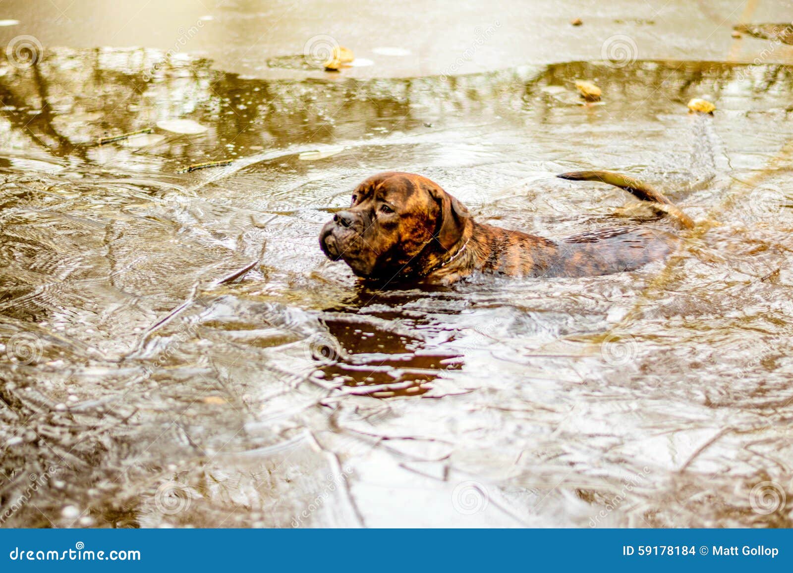 Douge de Bordeaux Dog foto de archivo. Imagen de lindo - 59178184