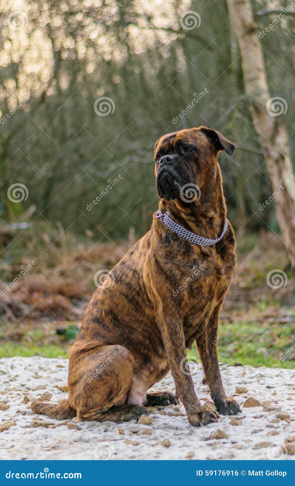 Douge de Bordeaux Dog stock photo. Image of portrait - 59176916