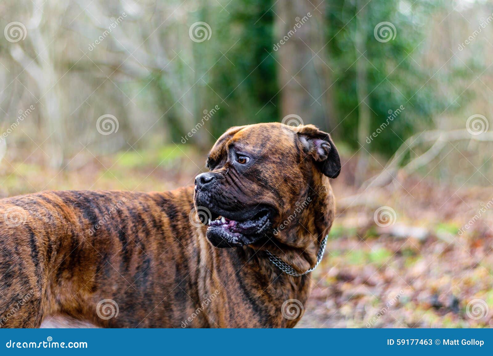 Douge de Bordeaux Dog stock image. Image of mammal, proud - 59177463