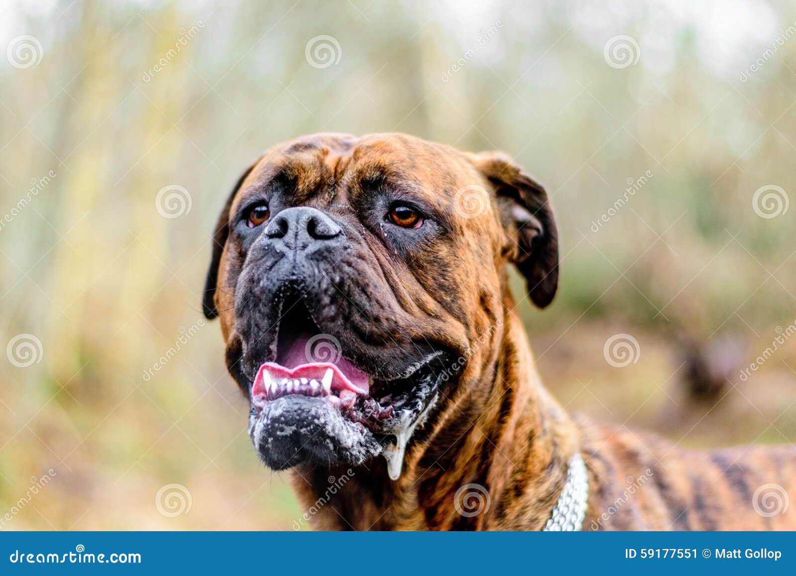 Douge de Bordeaux Dog stock image. Image of pedigree - 59177551