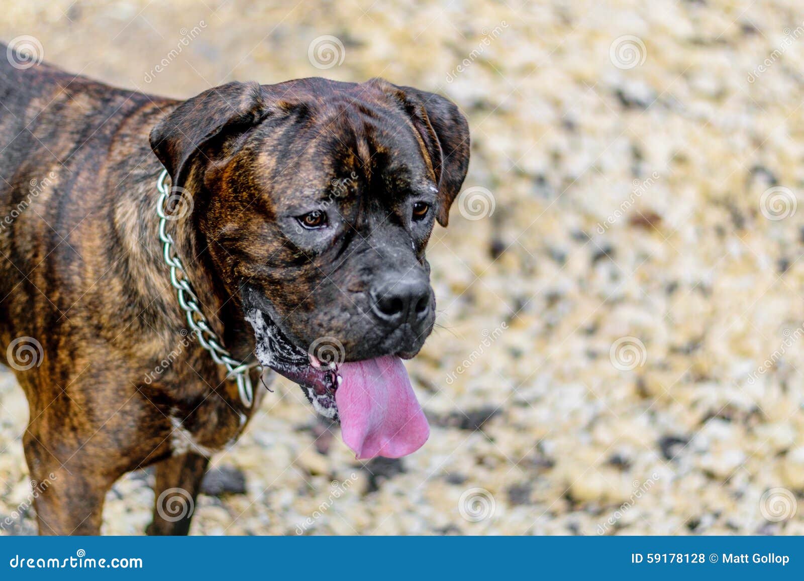 Douge de Bordeaux Dog stock photo. Image of friend, relax - 59178128