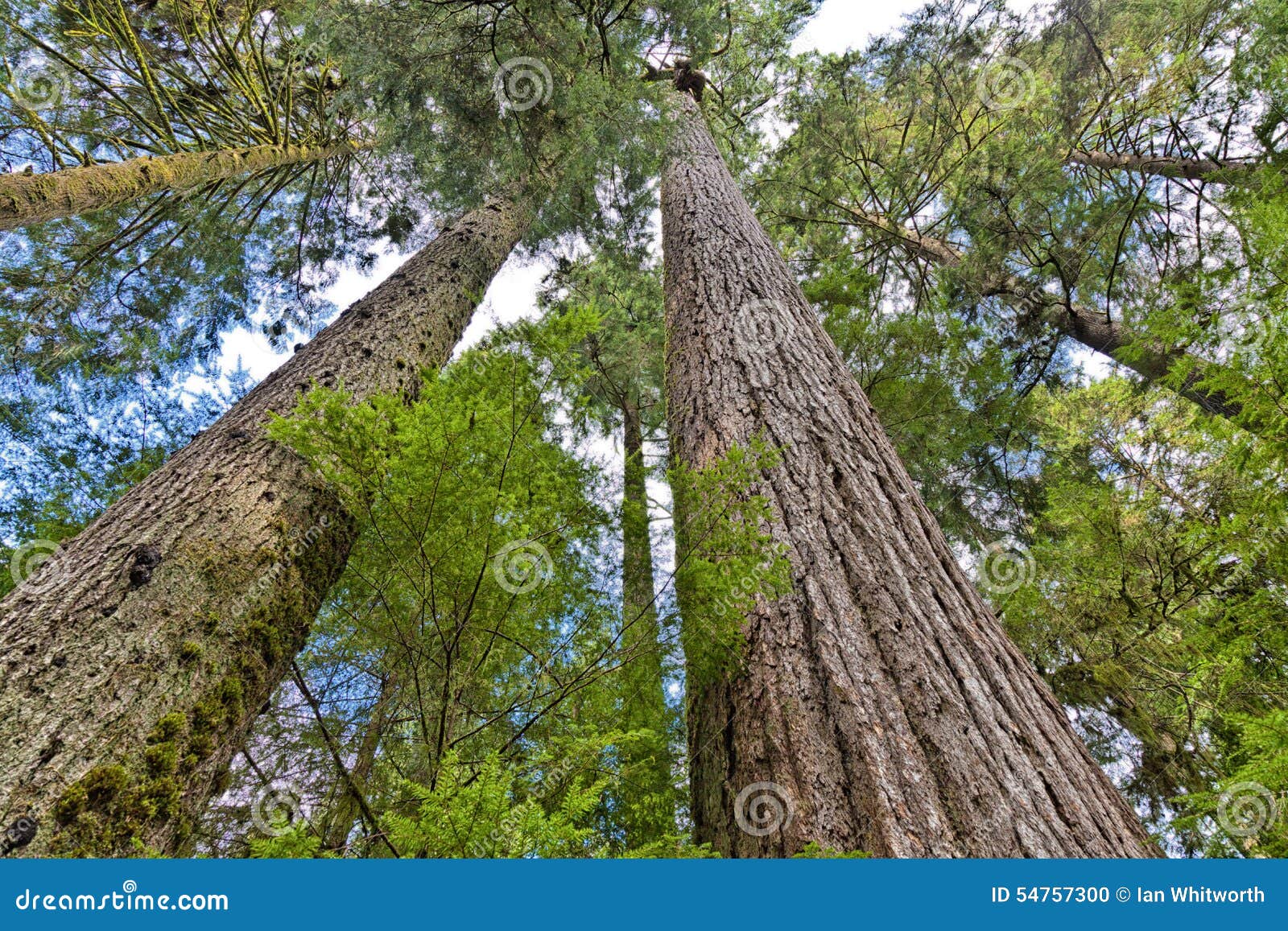 Douglas Fir Forest photo stock. Image du nature, touriste - 54757300