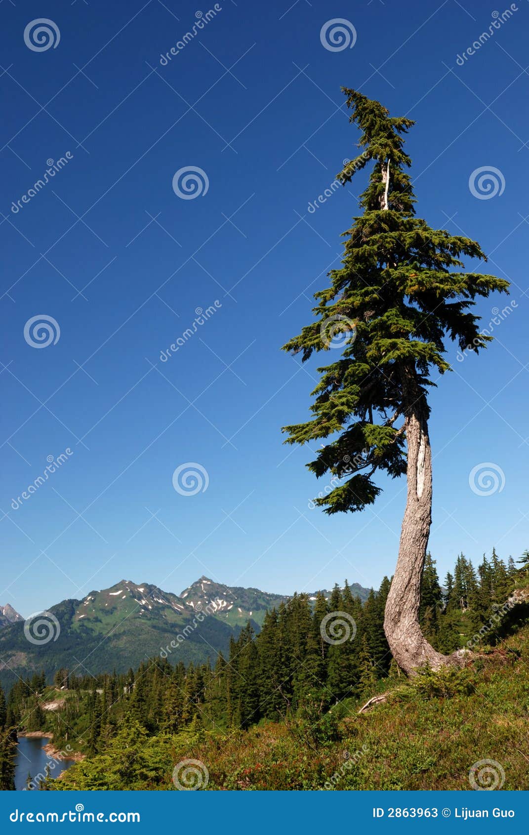 Douglas fir tree stock image. Image of conifer, natural - 2863963