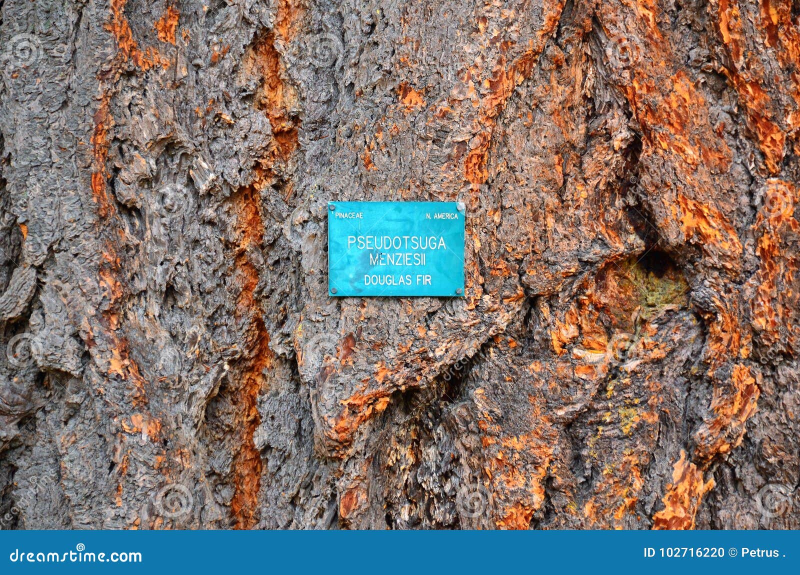 Douglas Fir Tree Bark foto de archivo. Imagen de douglas - 102716220