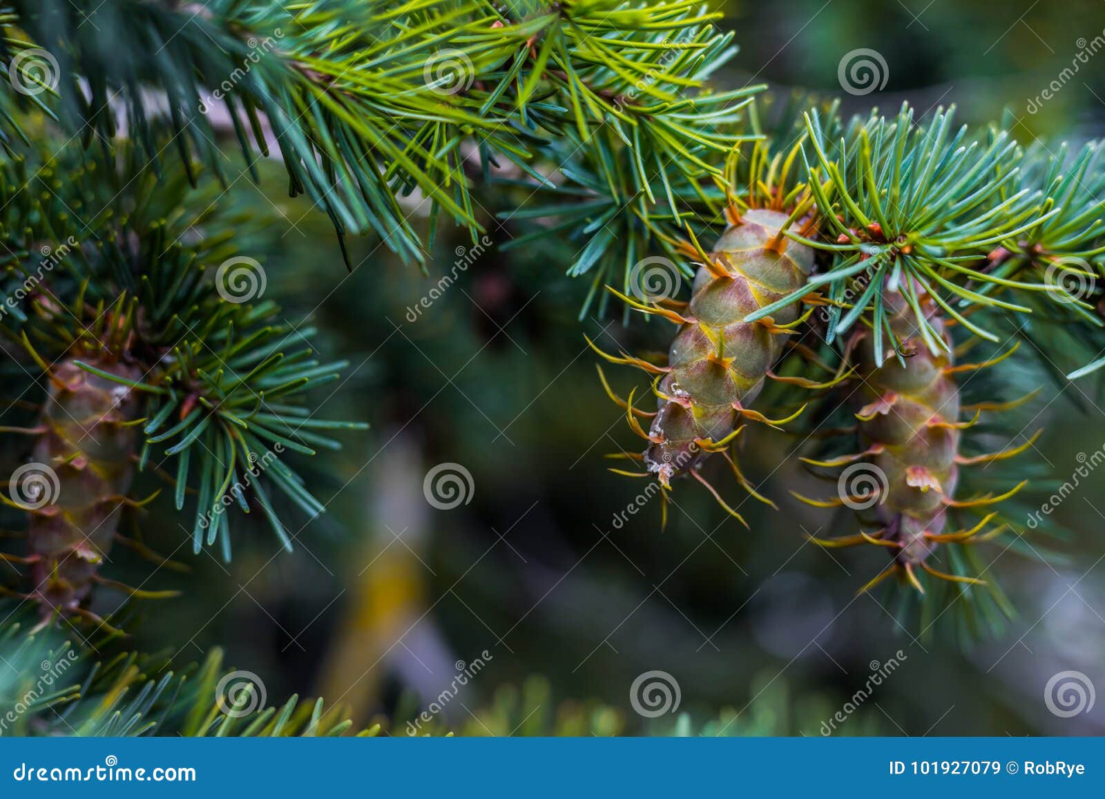 Douglas Fir Tree Branch with Cones on Autumn. Closeup. Stock Image ...