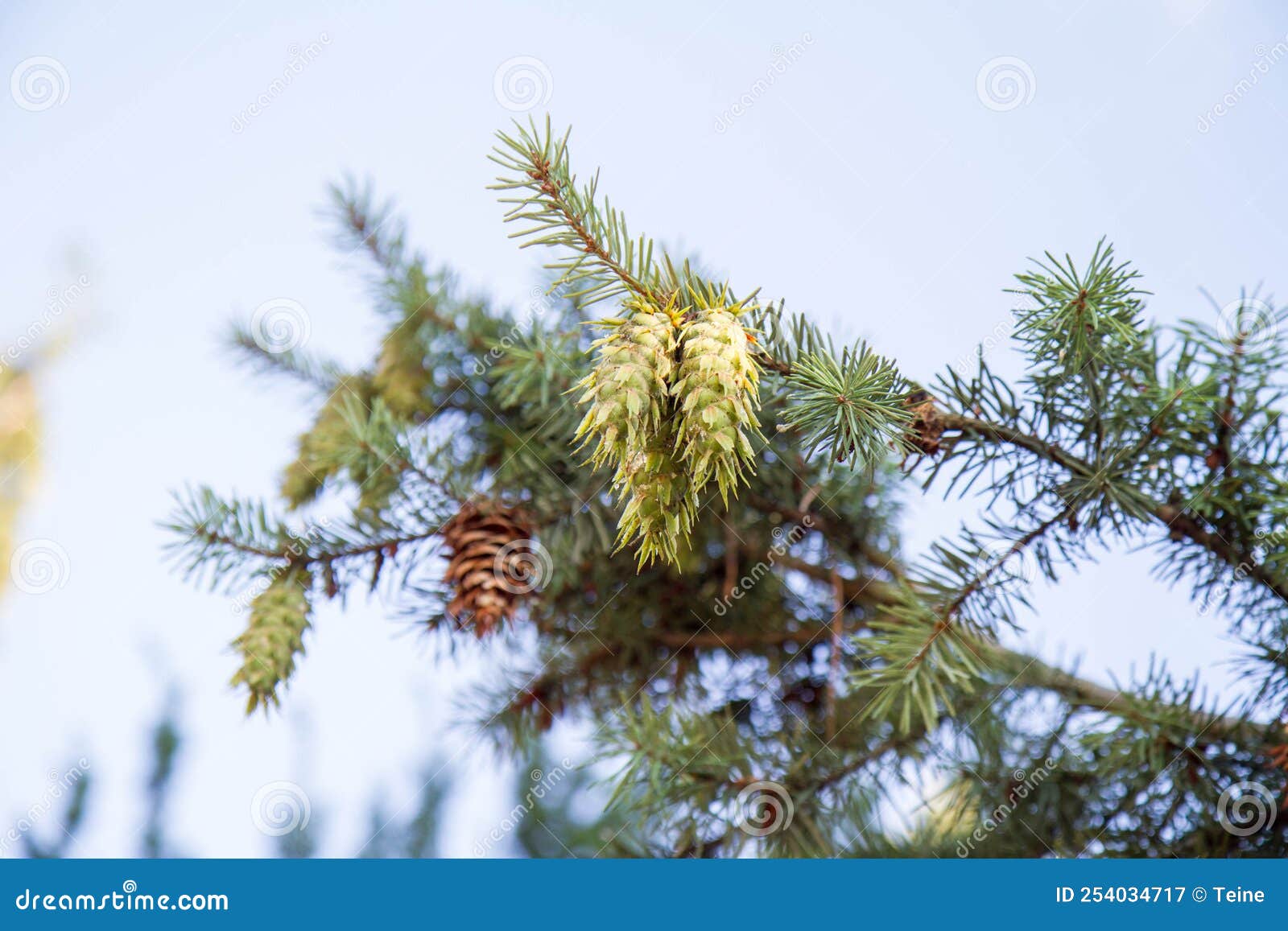 Douglas fir tree cones stock image. Image of upward - 254034717