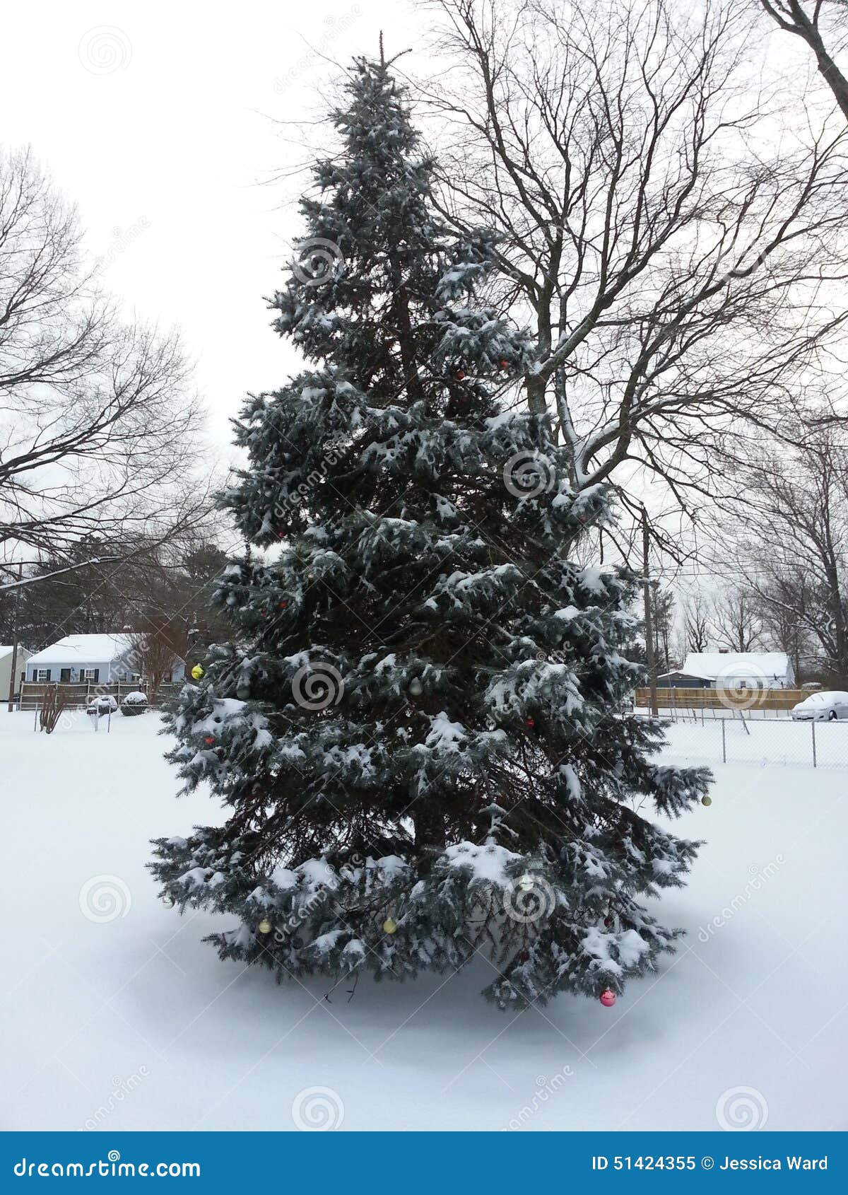 Douglas Fir Tree with Snow on Branches Stock Image - Image of tree ...