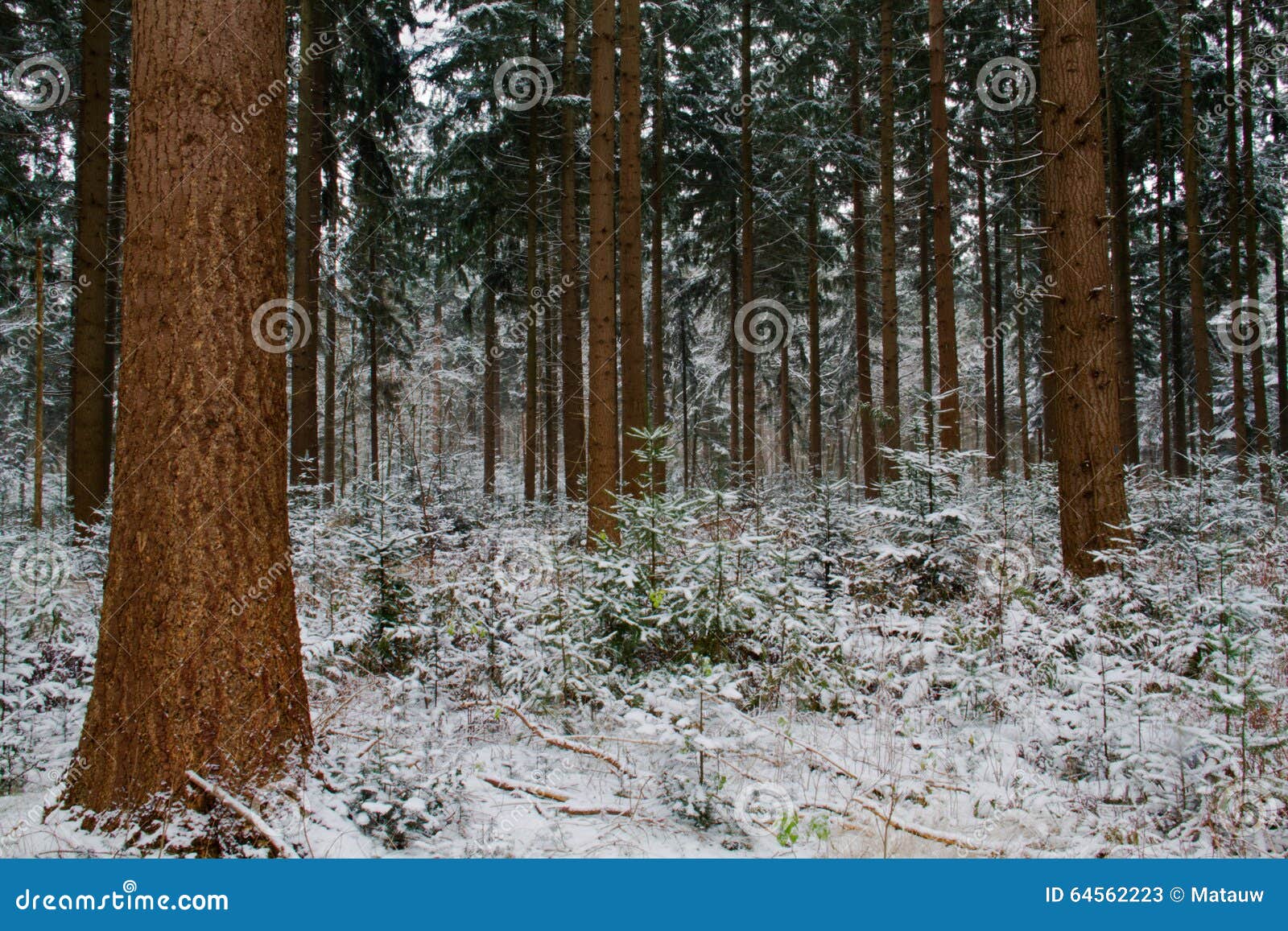 Douglas gran i vinter fotografering för bildbyråer. Bild av douglas ...
