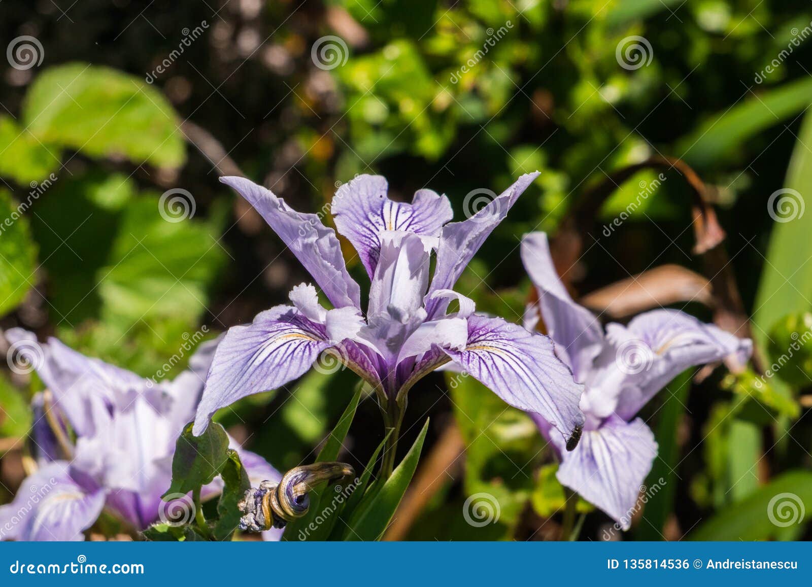 Douglas Iris Iris Douglasiana Blooming in a Forest, San Francisco Bay ... Douglas Iris Iris Douglasiana Blooming in a Forest, San Francisco Bay ...