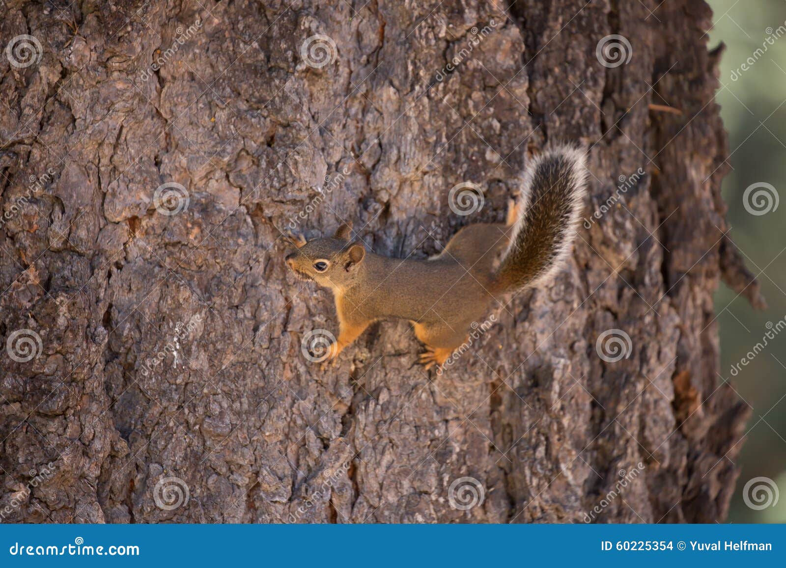 Douglas Squirrel (or Chickaree) Stock Photo - Image of adorable, rodent ...