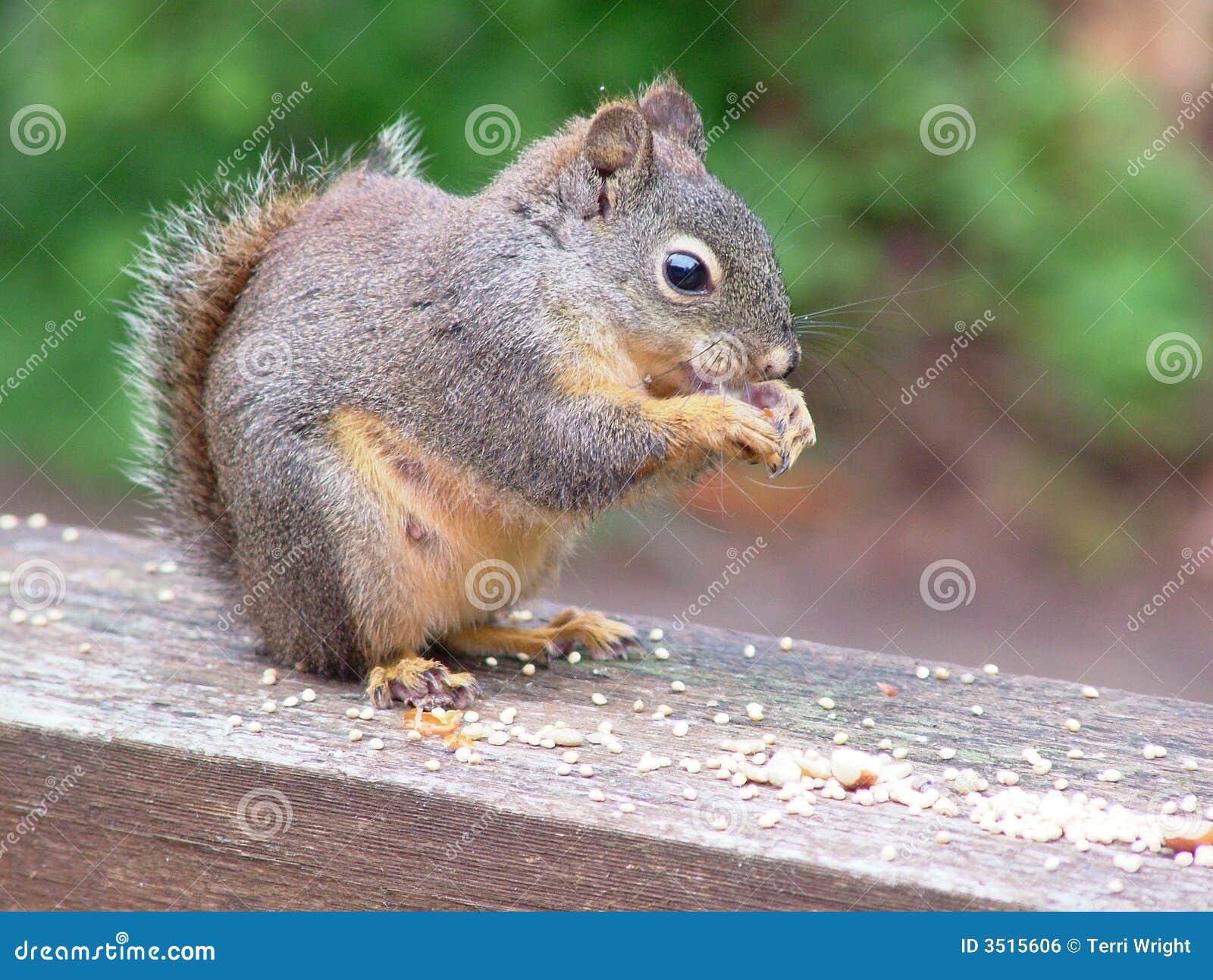 Douglas Squirrel Female stock photo. Image of feeding - 3515606