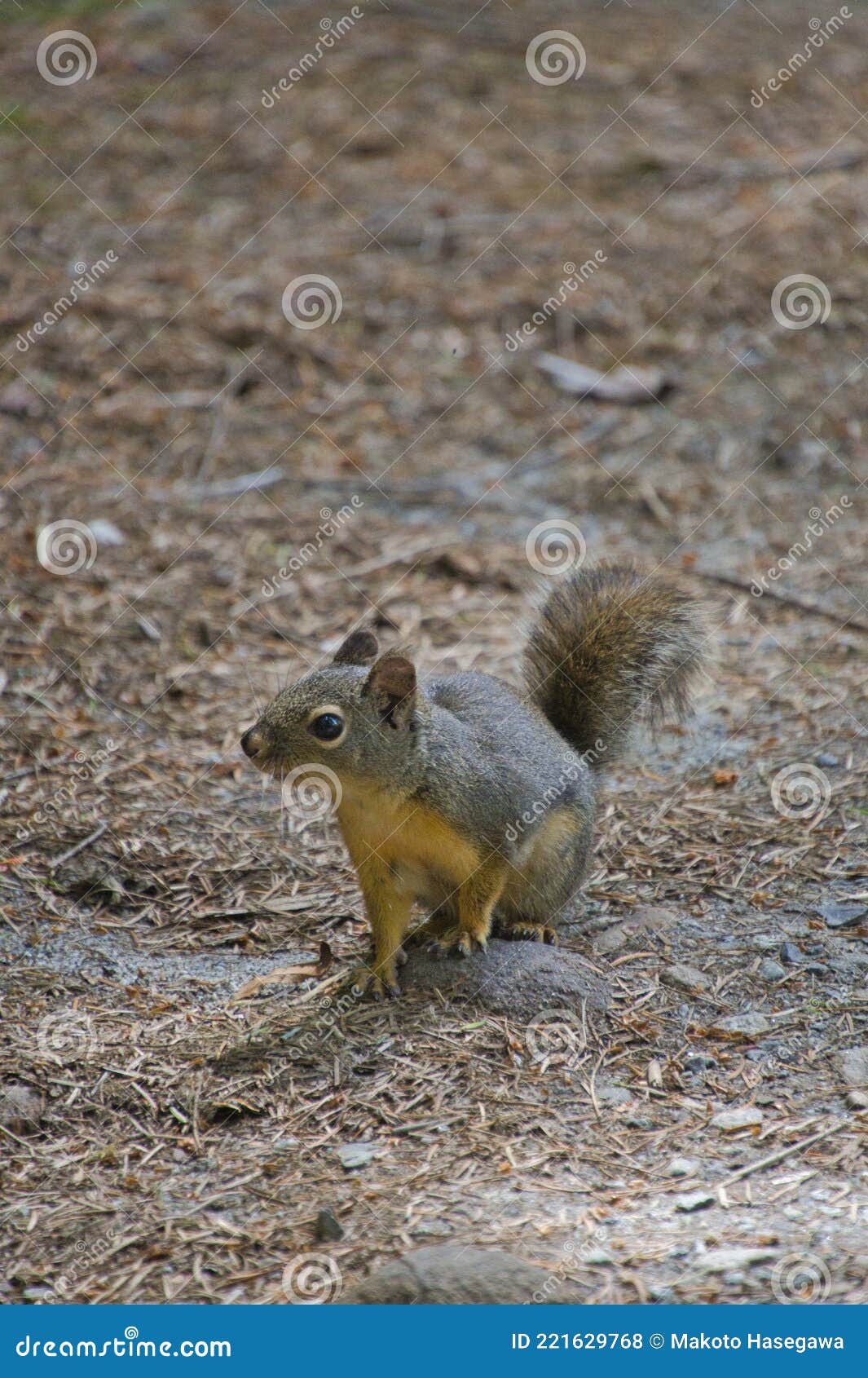 Douglas Squirrel Resting on the Ground. North Vancouver BC Canada Stock ...