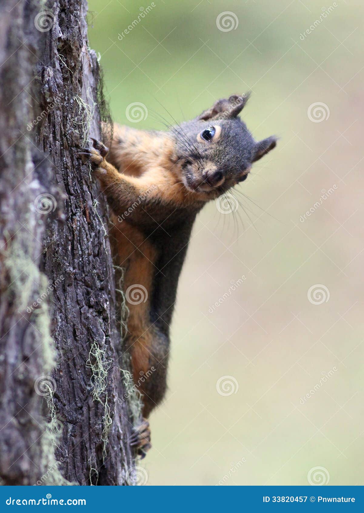 Douglas Squirrel on a Tree Trunk Stock Image - Image of wild ...