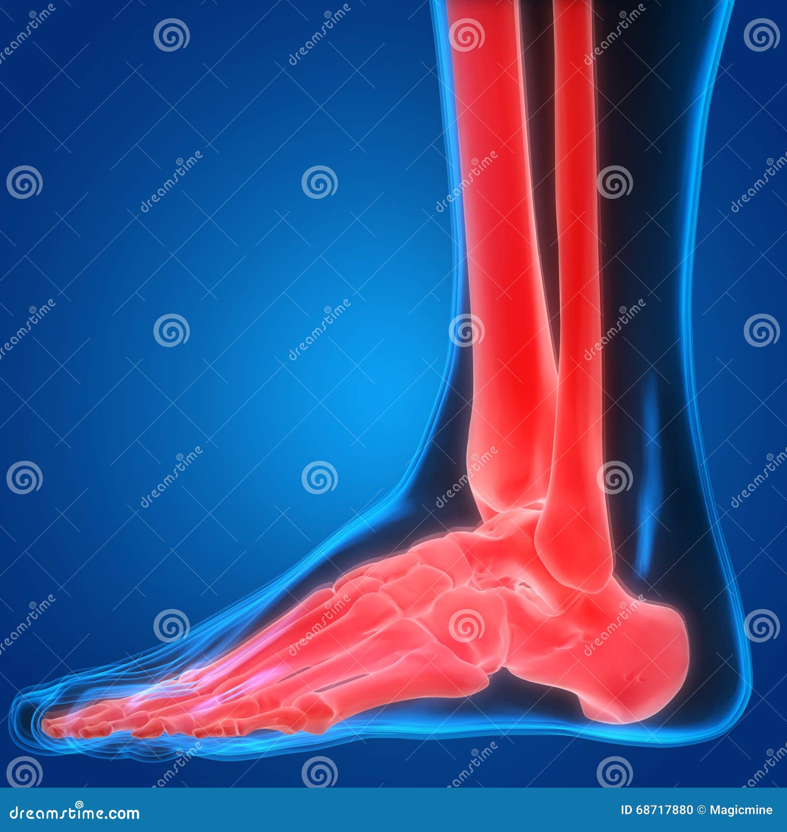 Douleurs Osseuses Communes De Corps Humain Illustration Stock ...