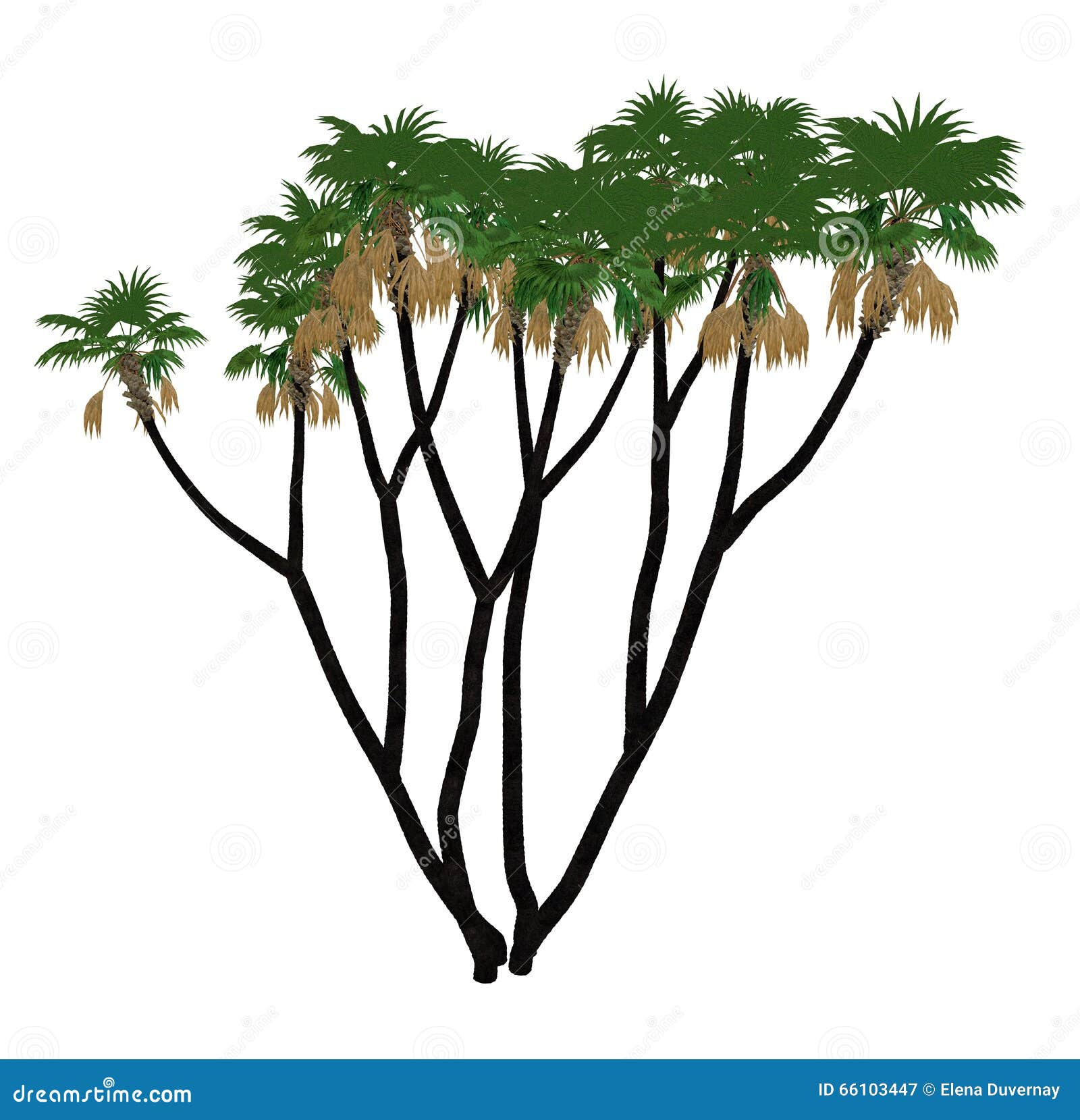 Doum Cartoons, Illustrations & Vector Stock Images - 46 Pictures to ...