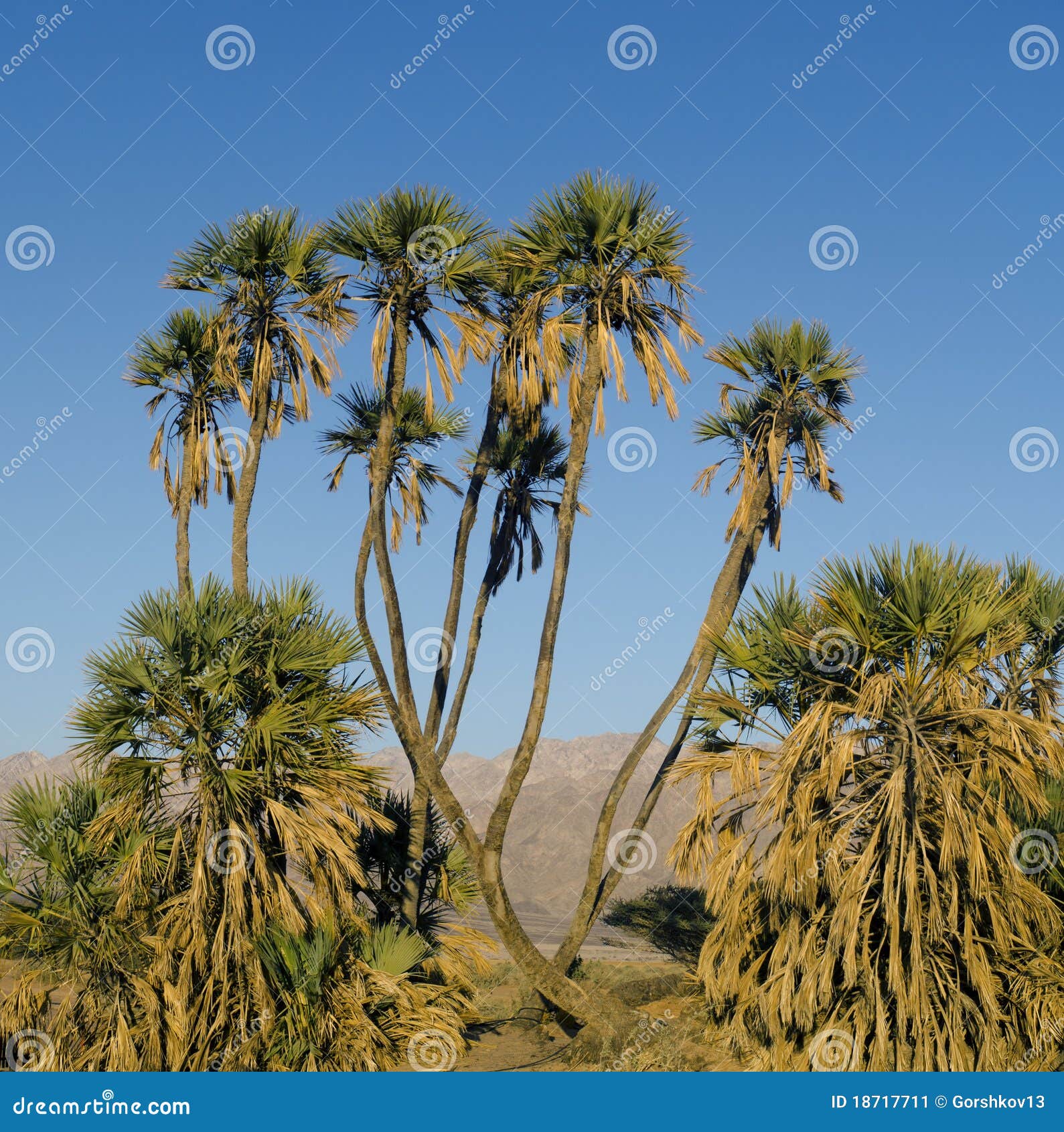 Doum Palm in Arava Valley, Israel Stock Image - Image of agriculture ...