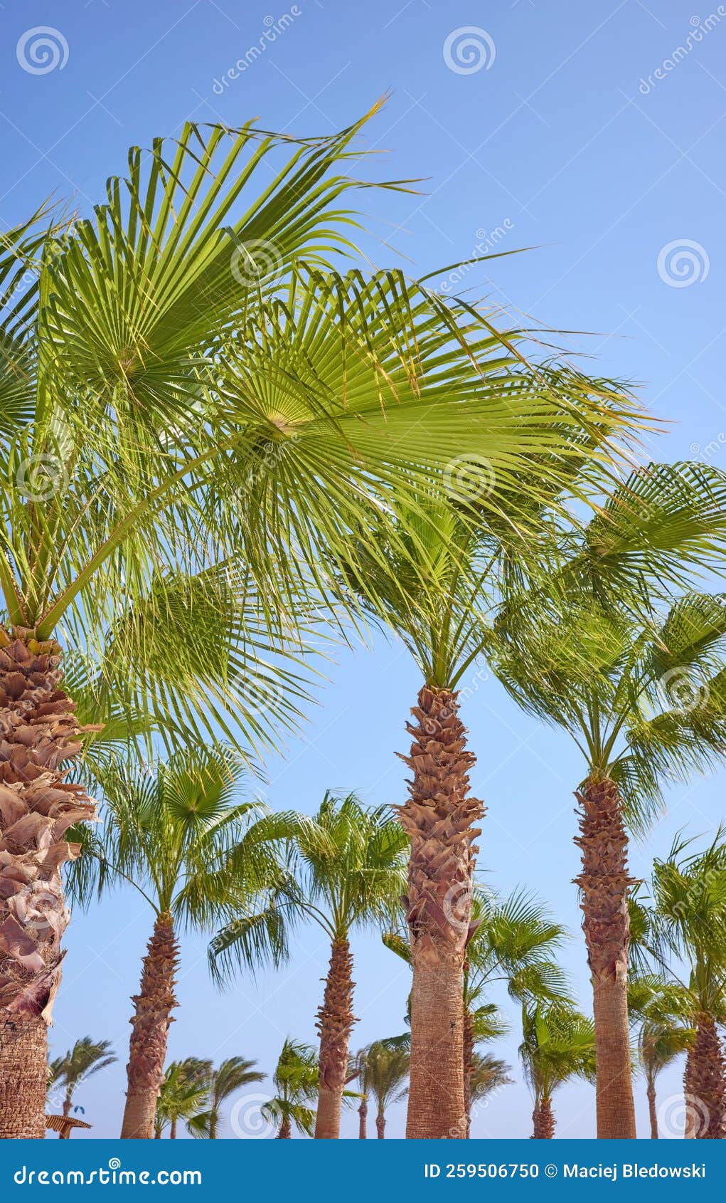 Doum Palm Trees on a Windy Day Against the Blue Sky Stock Photo - Image ...