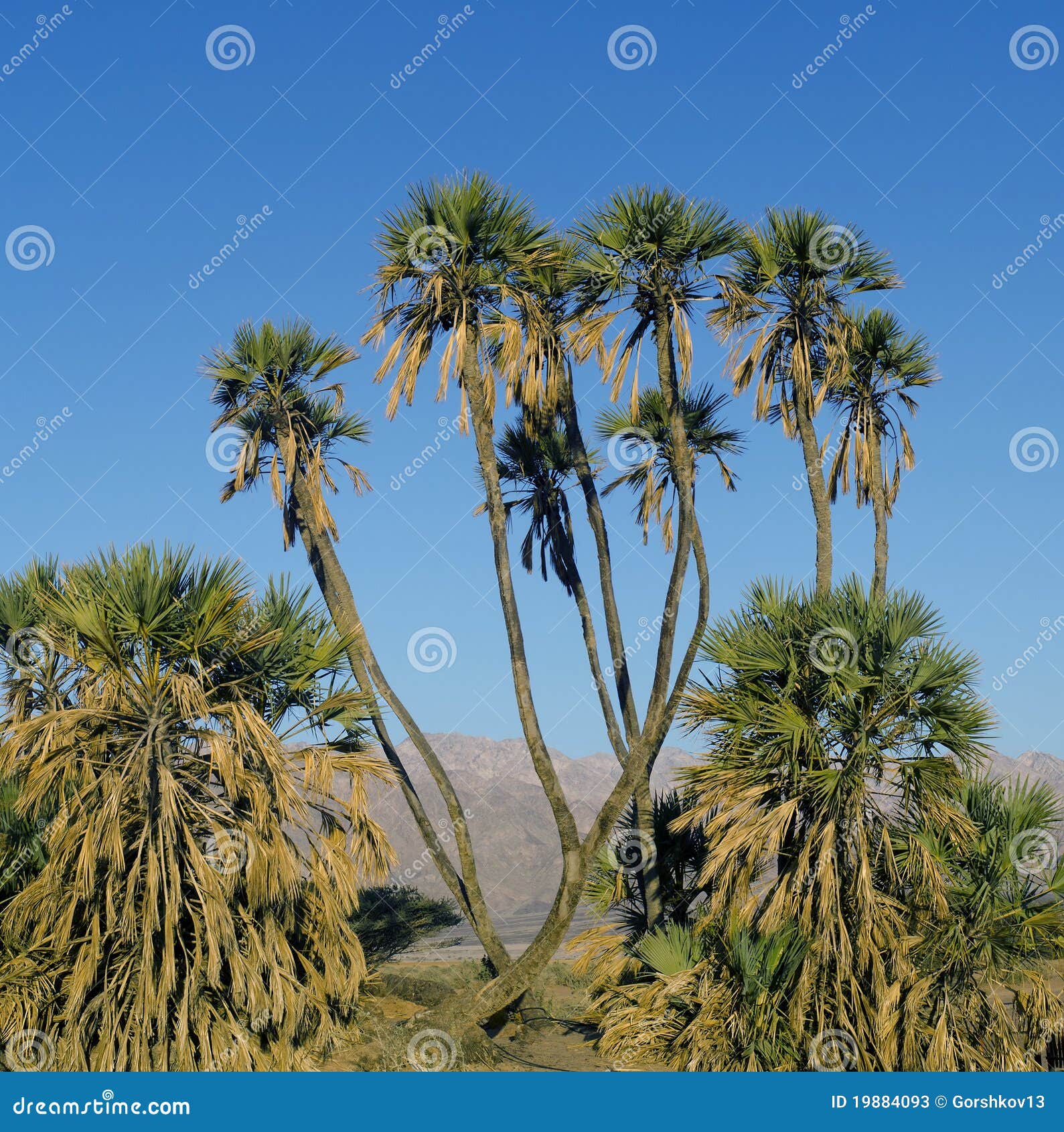 Doum Palms in Evrona Nature Reserve, Israel Stock Image - Image of palm ...