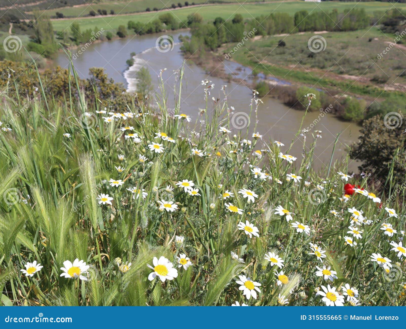 Douro River Water Life Natural Navigation Current Fish Stock Image ...