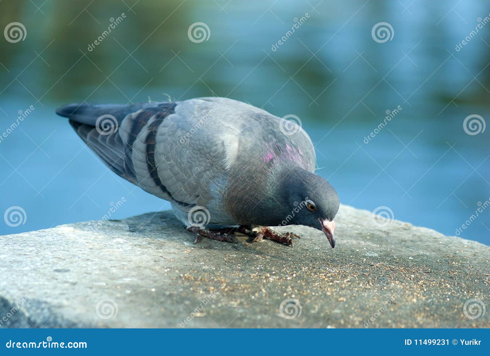 Dove stock image. Image of pecking, peck, blooded, head - 11499231