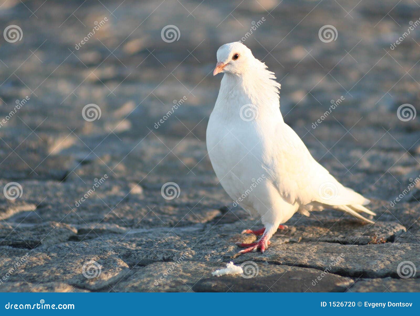 The Dove stock photo. Image of life, graceful, animals - 1526720